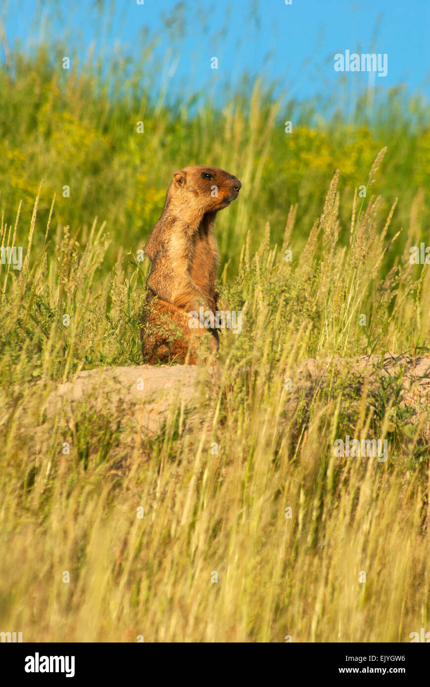 Steppe marmot(Marmota bobak)Europe,Ukraine,Kharkov region Stock Photo ...
