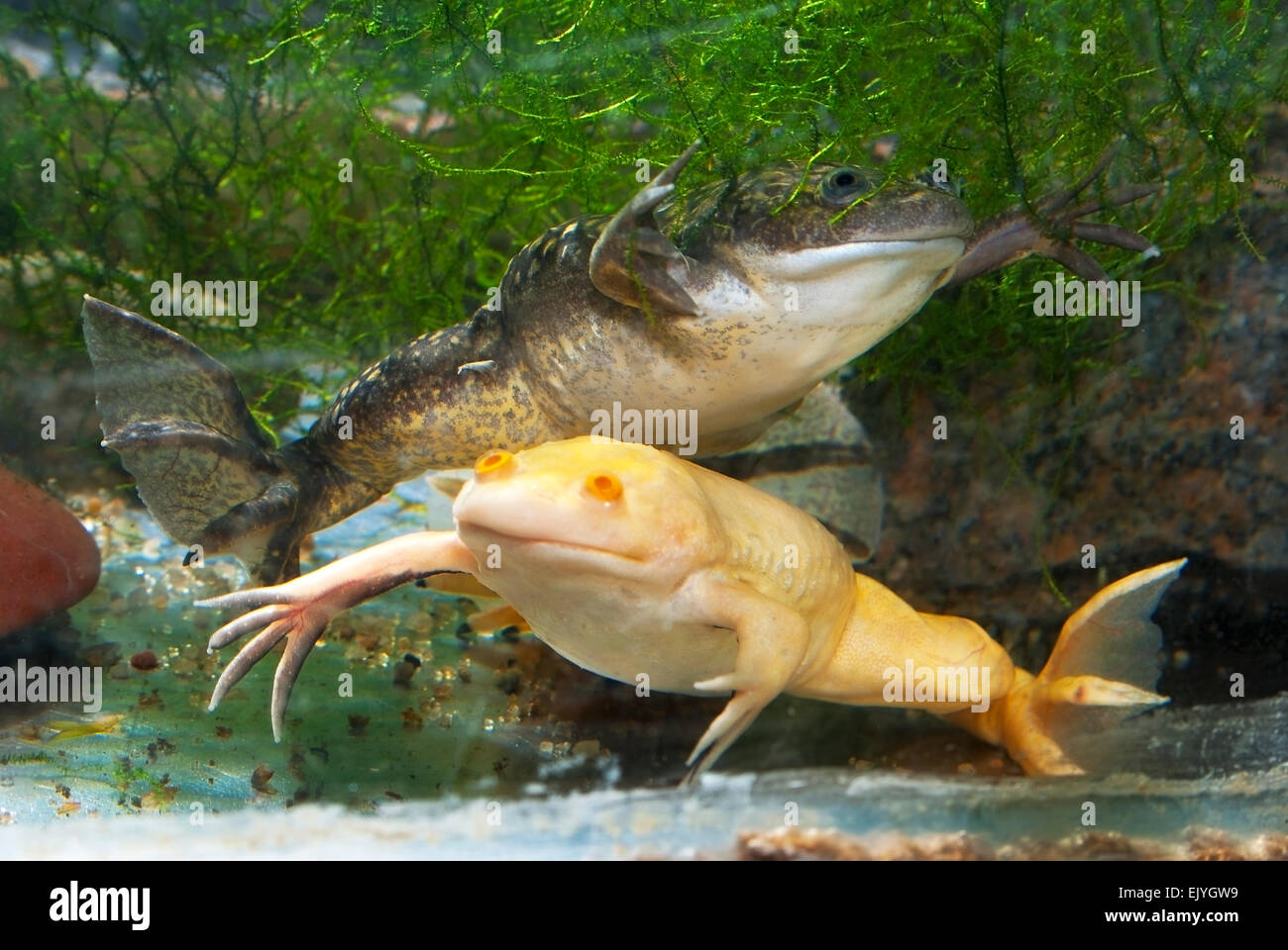 Frogs coloration hi-res stock photography and images - Alamy