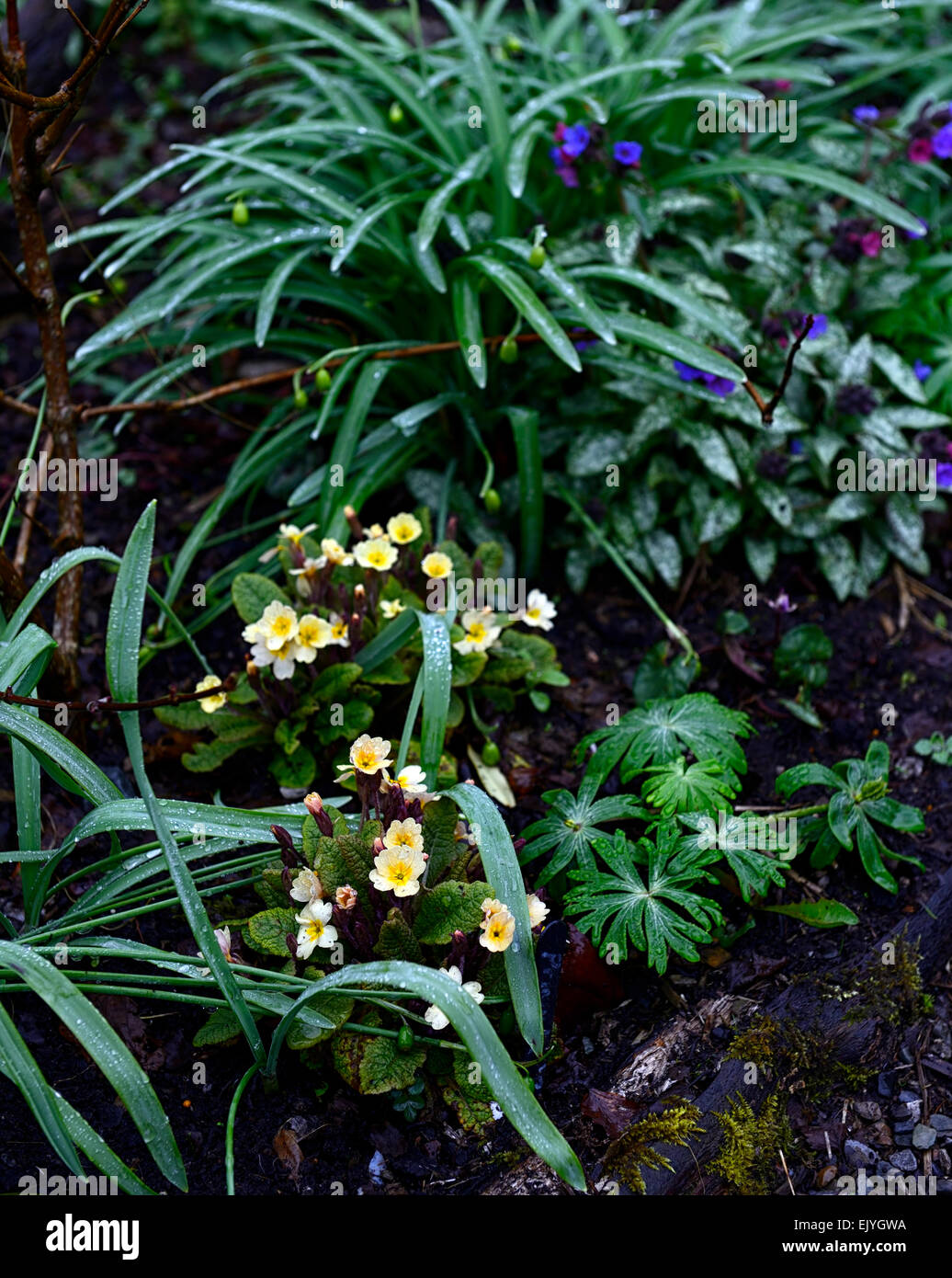 Primrose Dunbeg Primula vulgaris Kennedy Primroses pale lemon apricot ...