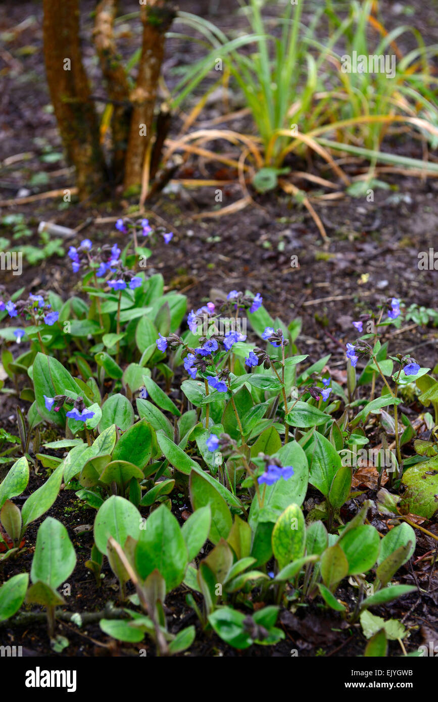 pulmonaria blue ensign lungwort spring flowers flower flowering mix ...