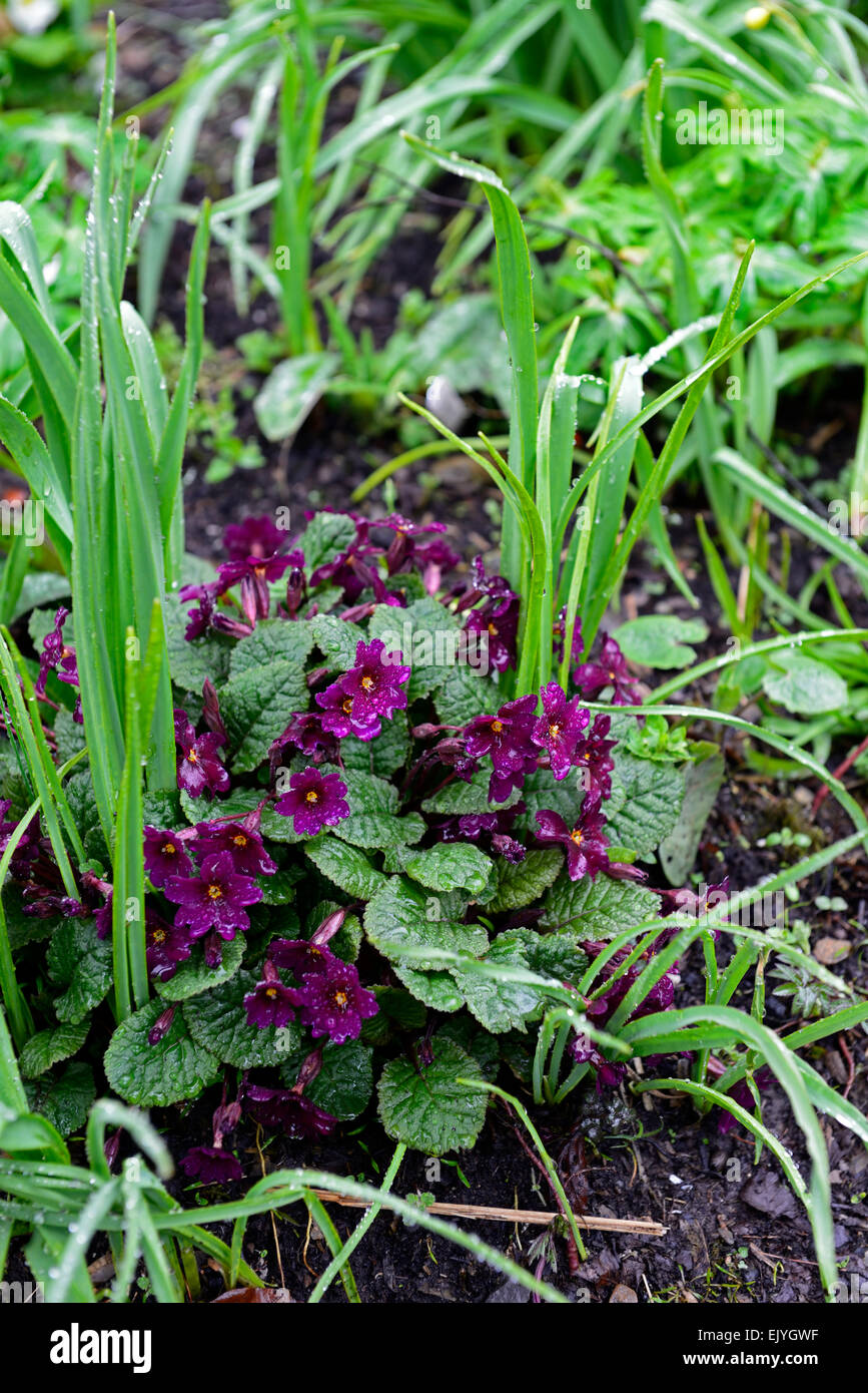 Primula pruhonicensis Old Port mix mixed bed border spring growth ...