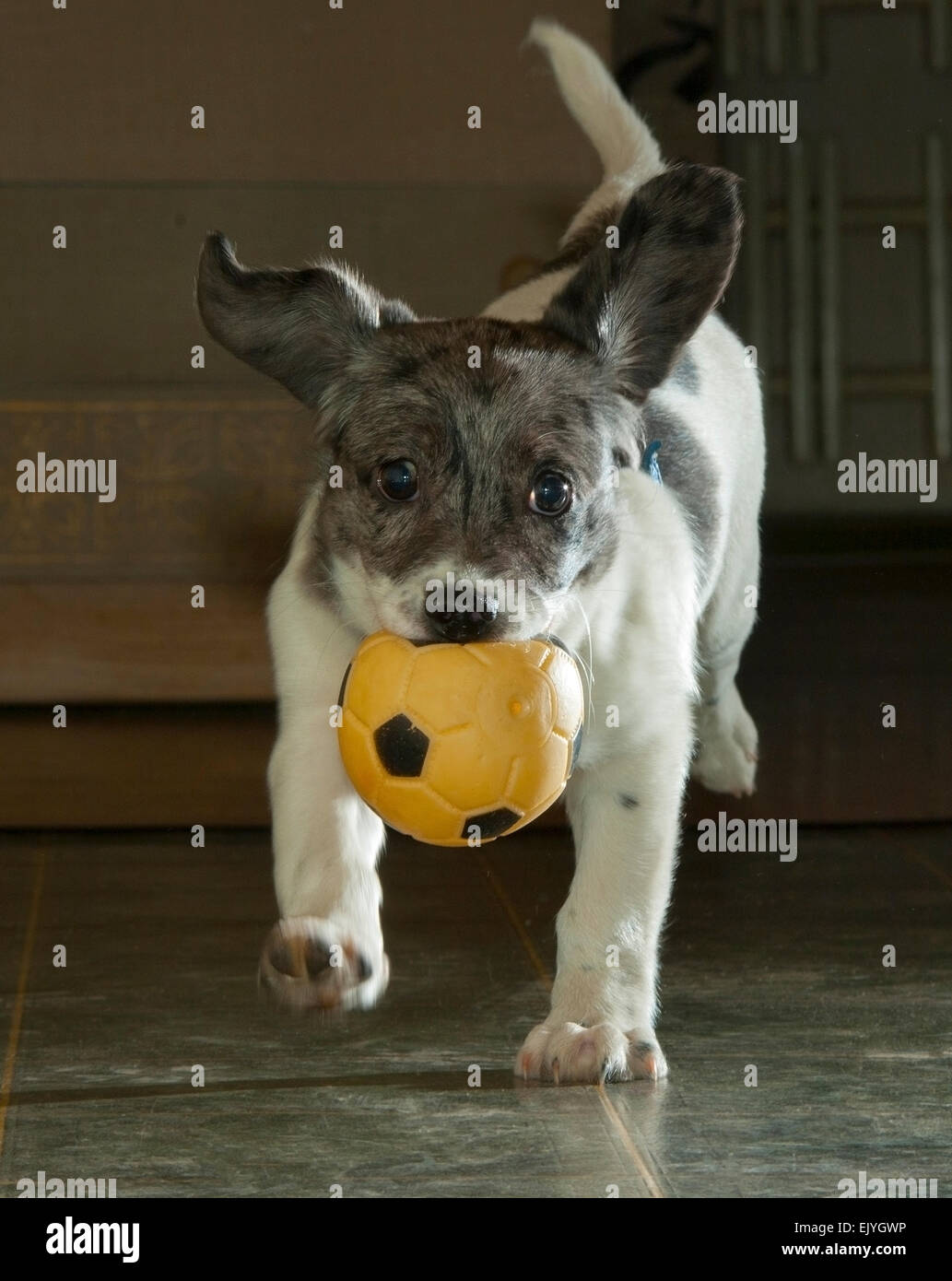 Bring ball hi-res stock photography and images - Alamy