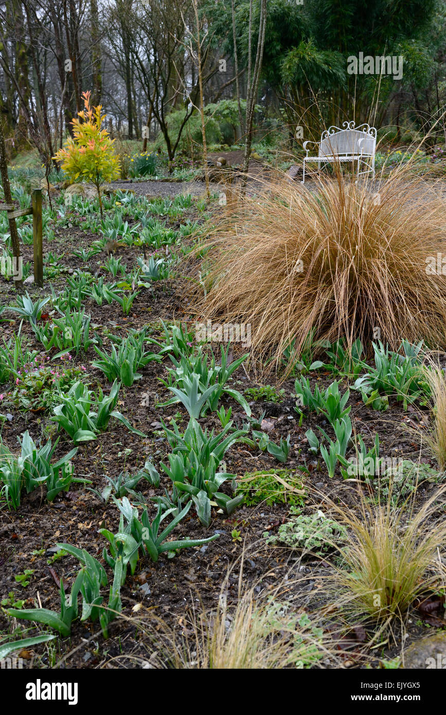 allium leaves leaf foliage spring new growth mixed bed border planting ...
