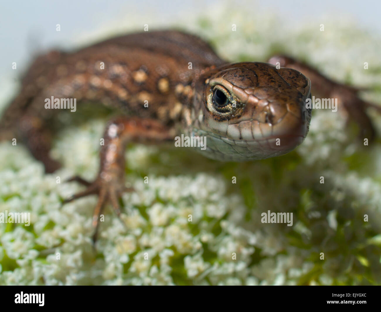 Lizard(Lacerta agilis)on the inflorescence of carrots(Daucus).Europe ...