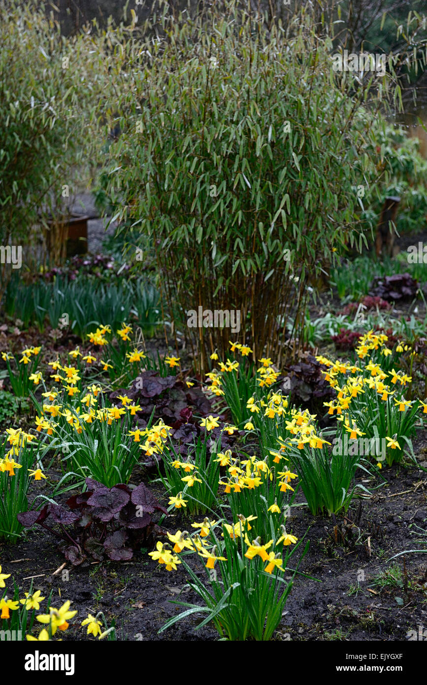narcissus cyclamineus jetfire yellow daffodil spring flower flowering ...