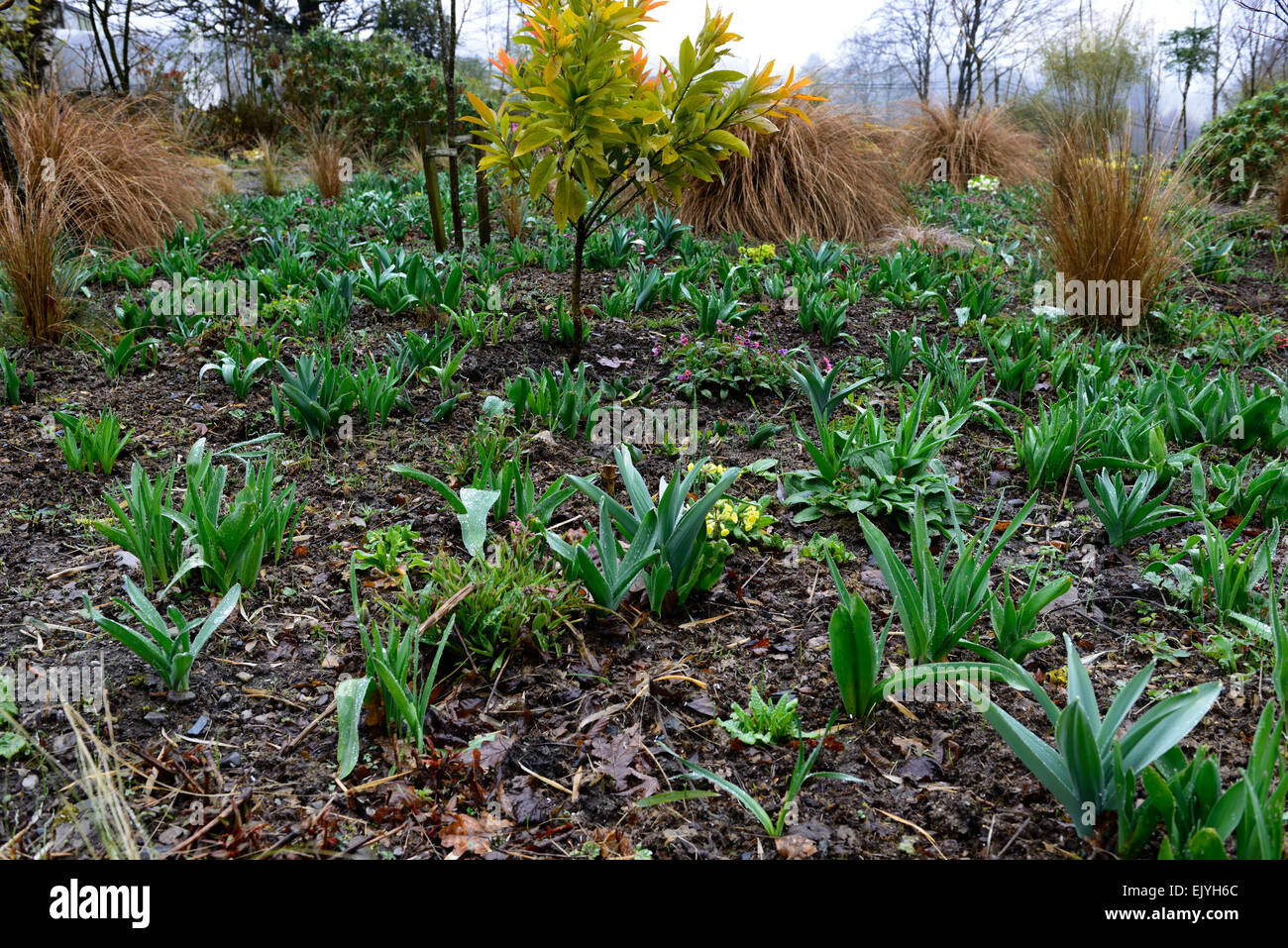 Allium leaves new growth spring mixed bed border growing RM Floral ...