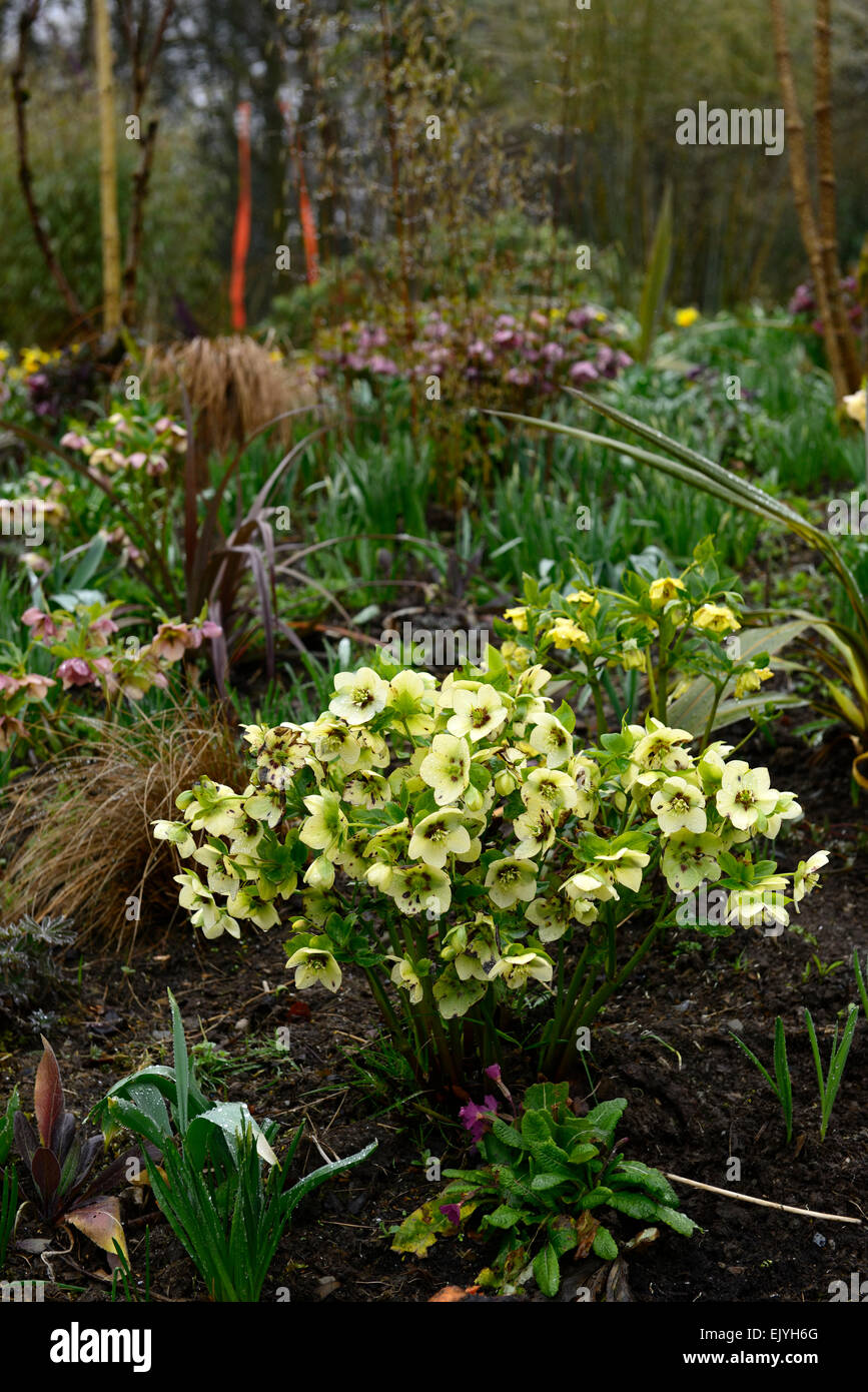 Pink and cream hellebore flowers hi-res stock photography and images ...