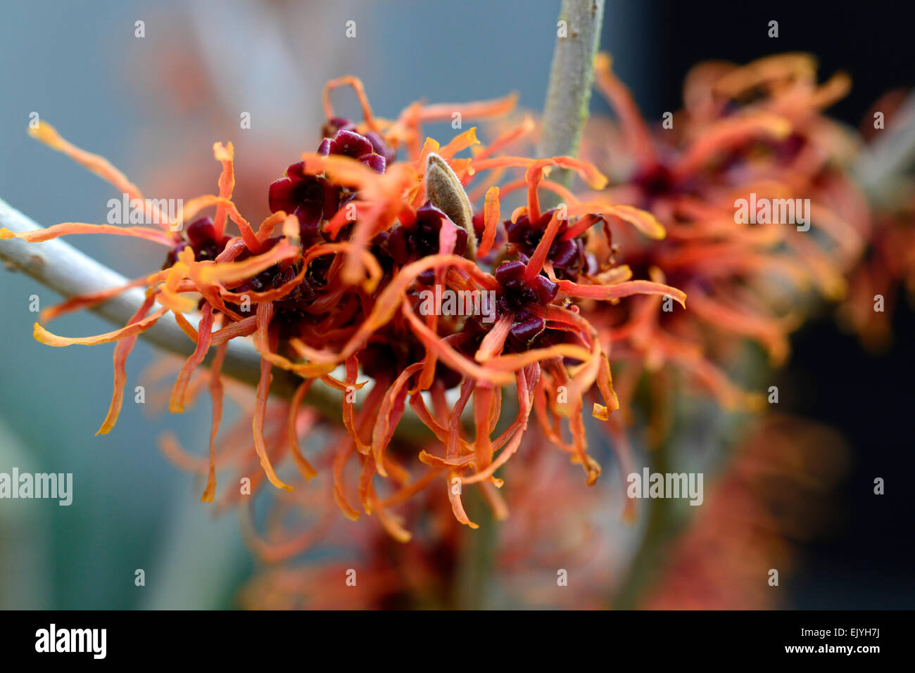 hamamelis x intermedia orange beauty witch hazel hazels closeup ...