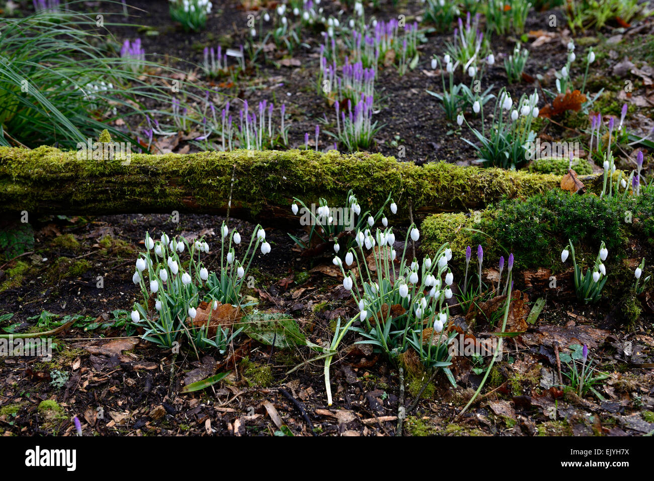 Spring flowers, Snowdrops, crocus, crocuses, RM Floral, woodland ,wood ...