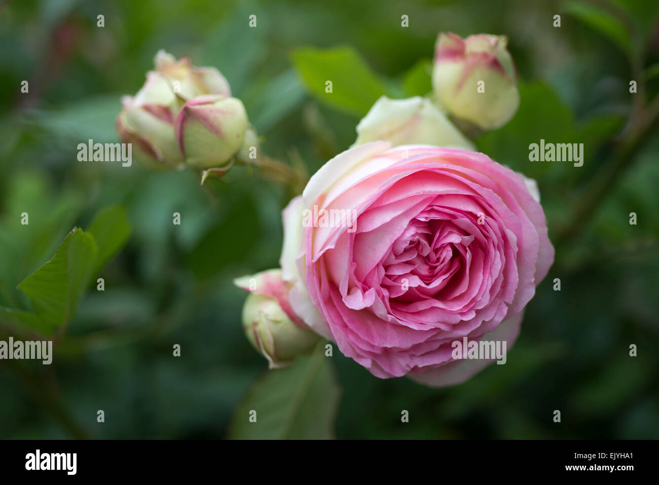 Roses blooming in the Palais Royal garden, Jardin du Palais Royal ...