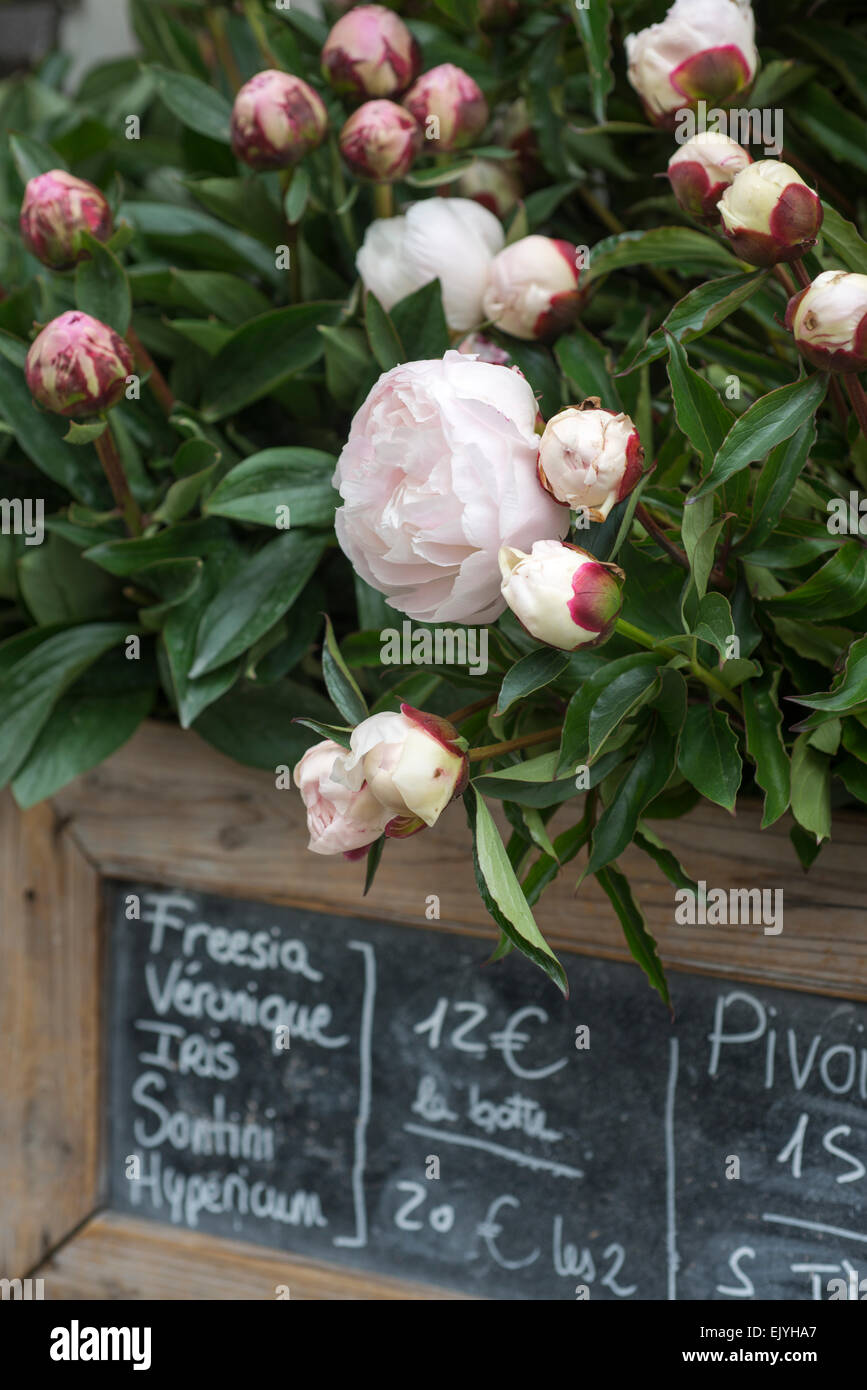 Cut peonies at a market in Paris, France Stock Photo - Alamy
