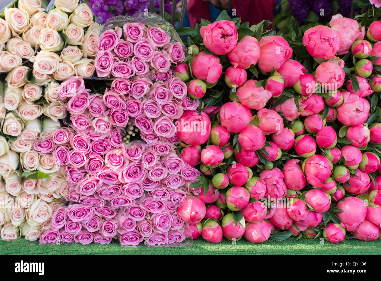Pink peonies roses on hi-res stock photography and images - Alamy