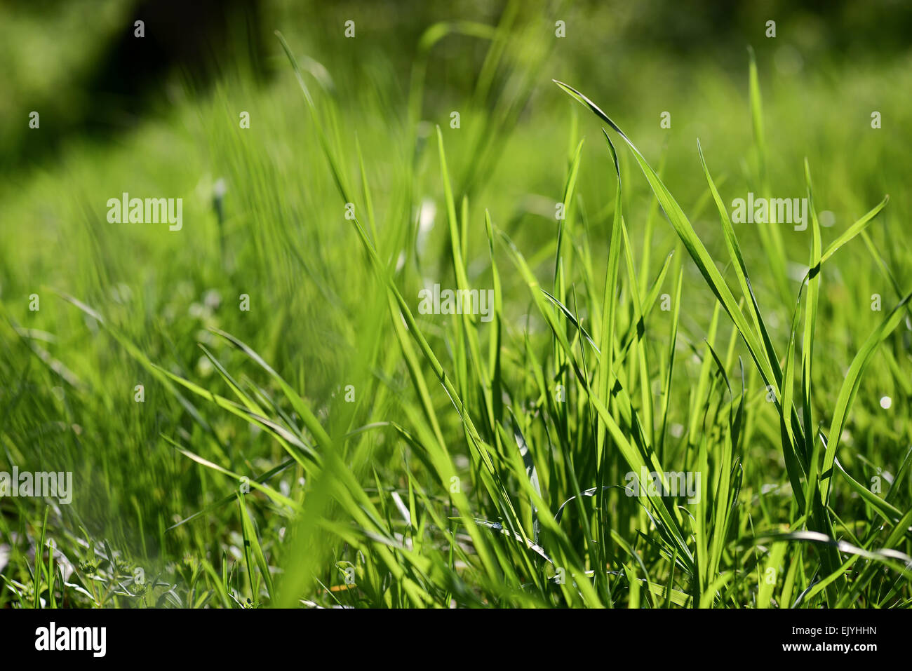 Isolated green grass Stock Photo - Alamy