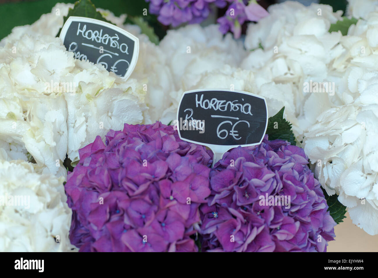 Purple and white hydrangeas in outdoor market in Paris, France Stock ...