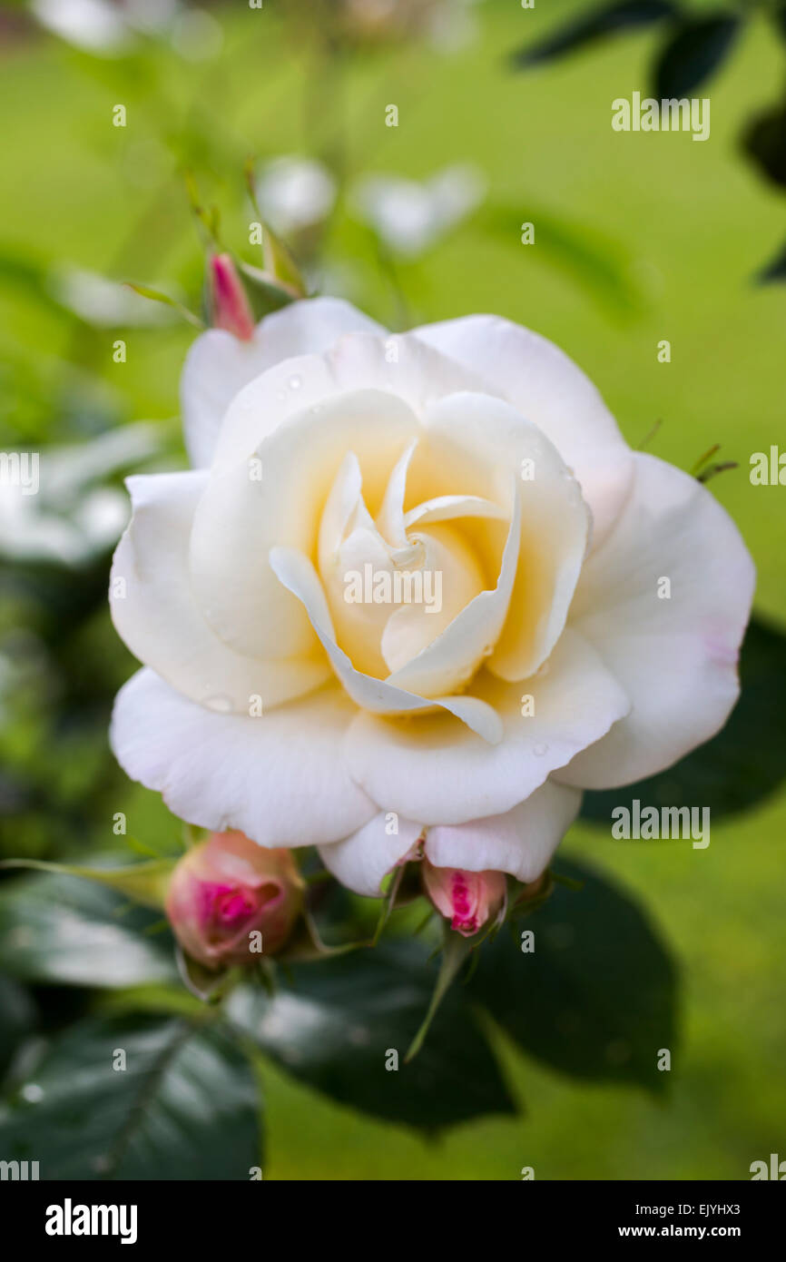 Rosa Michelle d'Hoop Stock Photo - Alamy