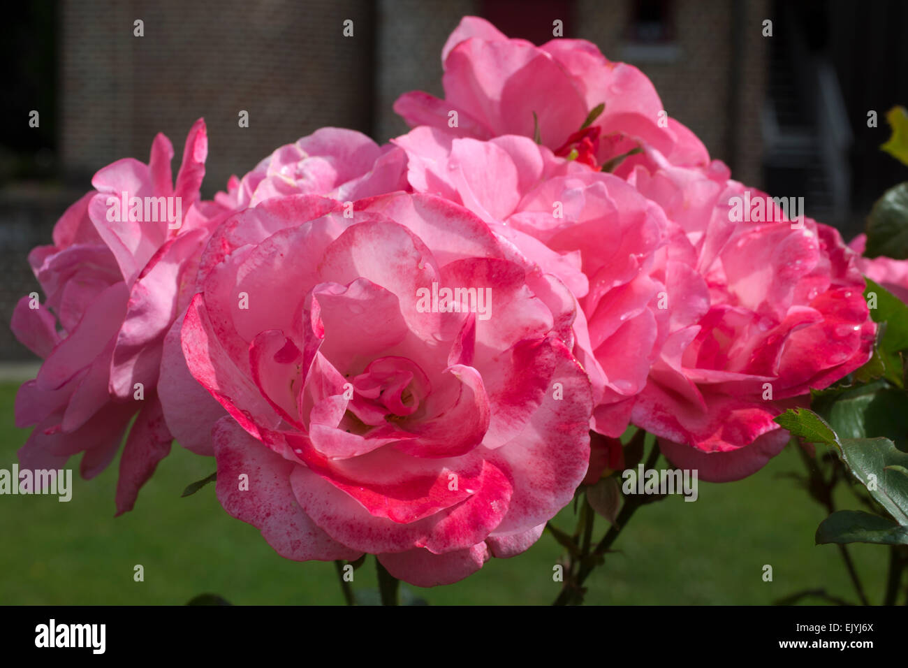 Rosa Professor Boesman Stock Photo - Alamy