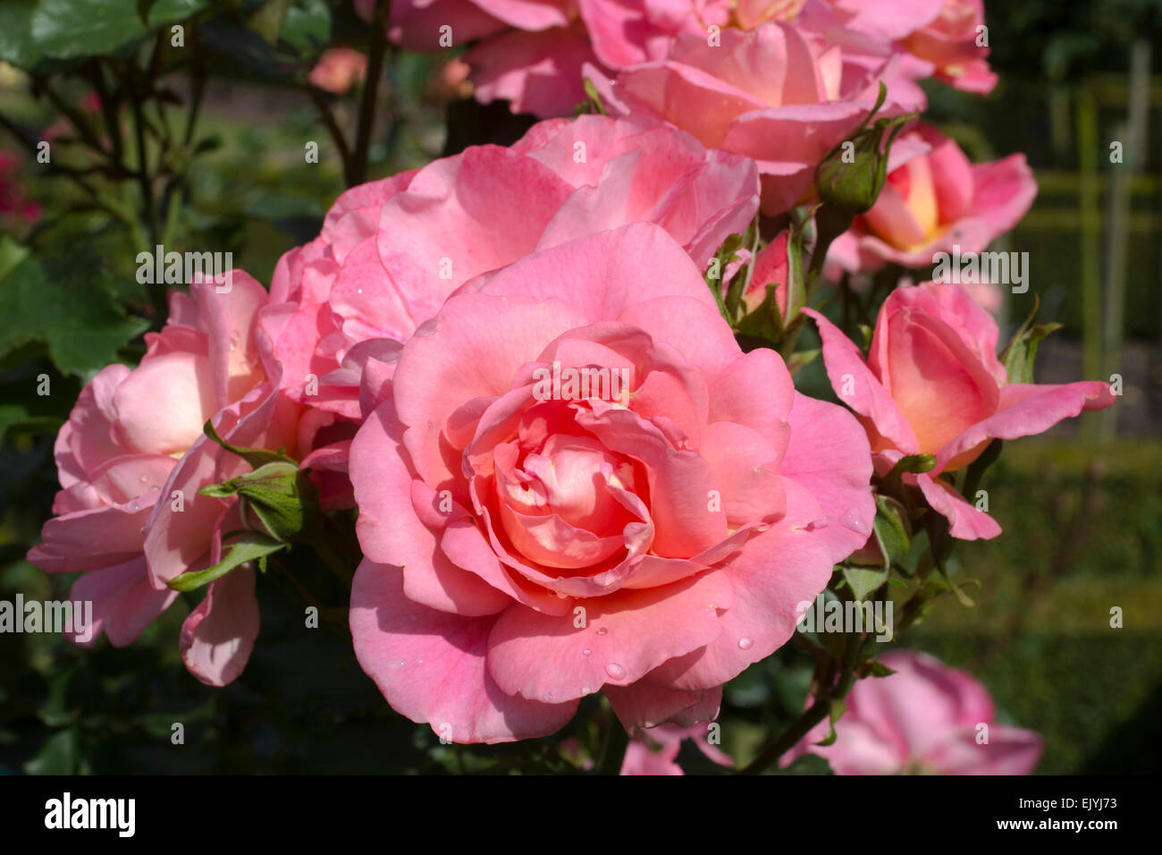 Rosa Professor Boesman Stock Photo - Alamy