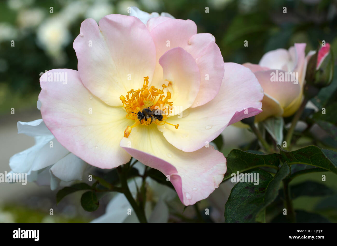 White shrub rose Stock Photo - Alamy