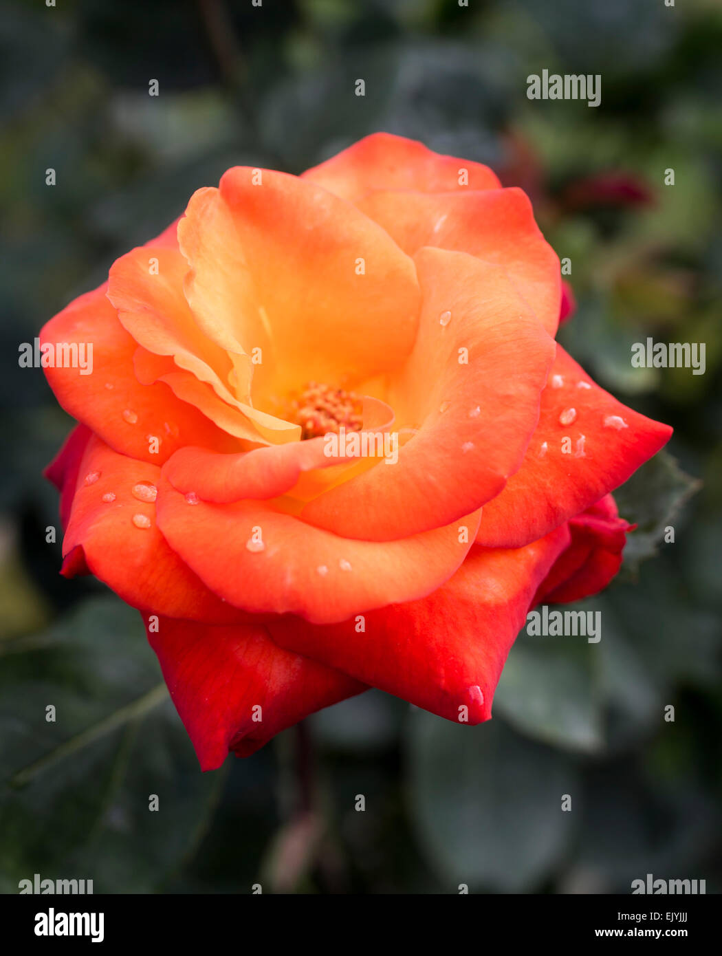 Rosa France Libre Stock Photo - Alamy