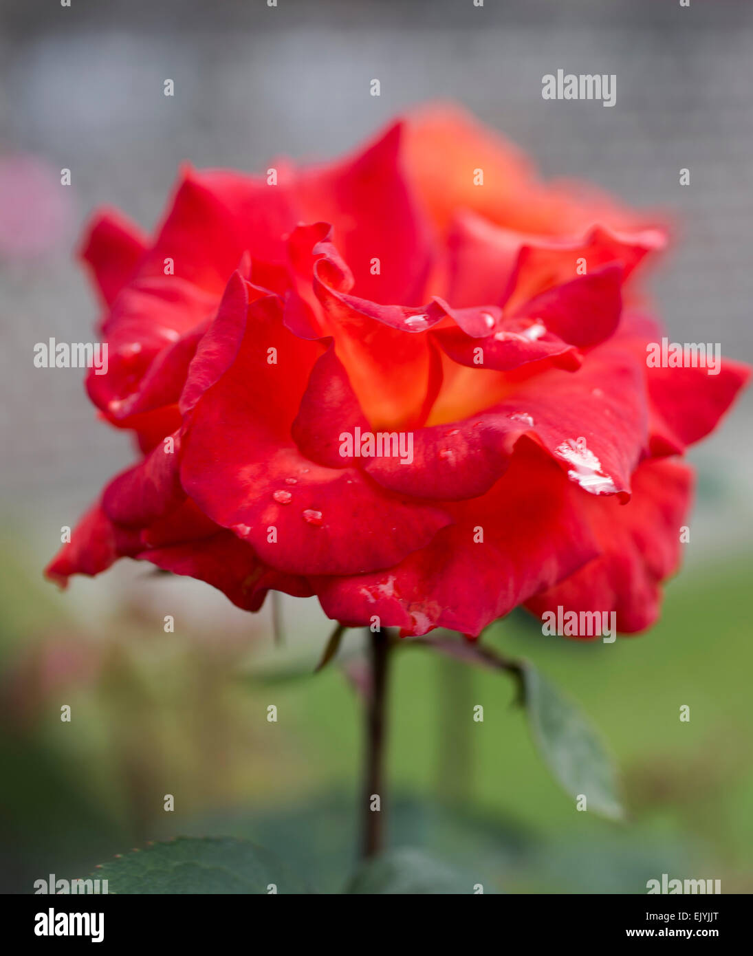 Rosa France Libre Stock Photo - Alamy
