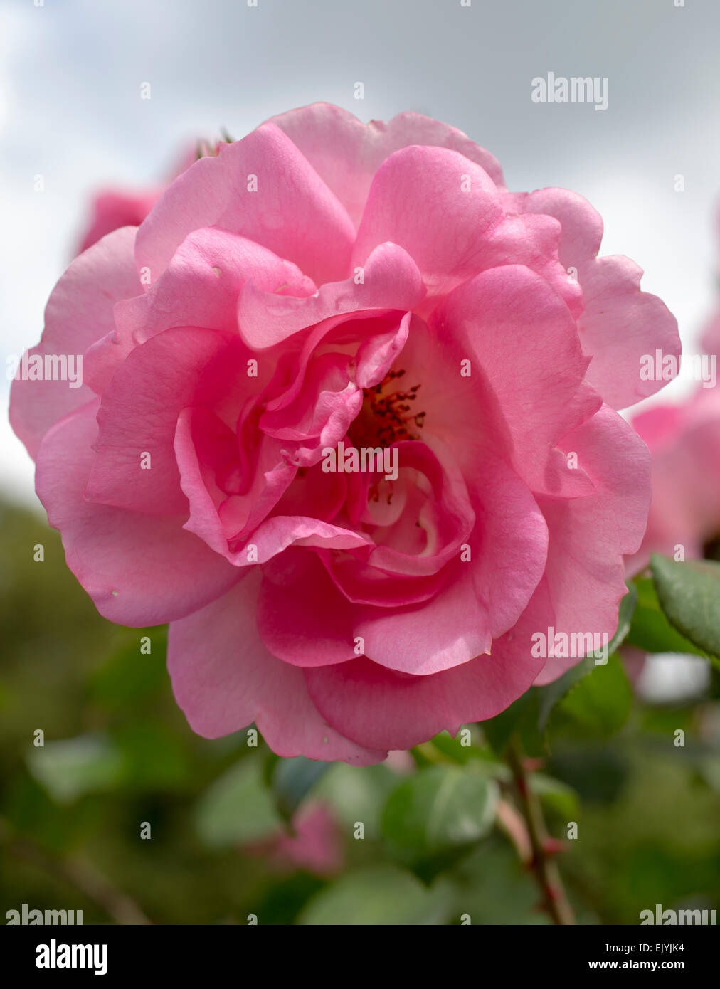 Rosa Centenaire de Lourdes Stock Photo - Alamy
