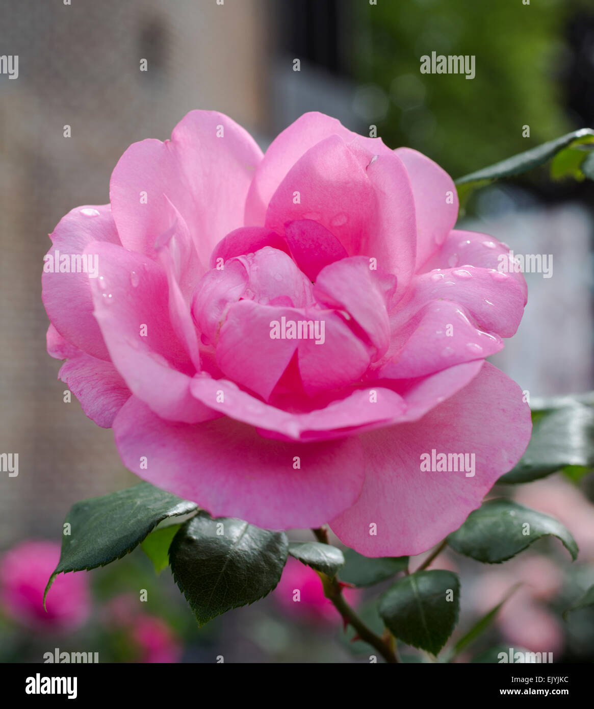 Centenaire hi-res stock photography and images - Alamy