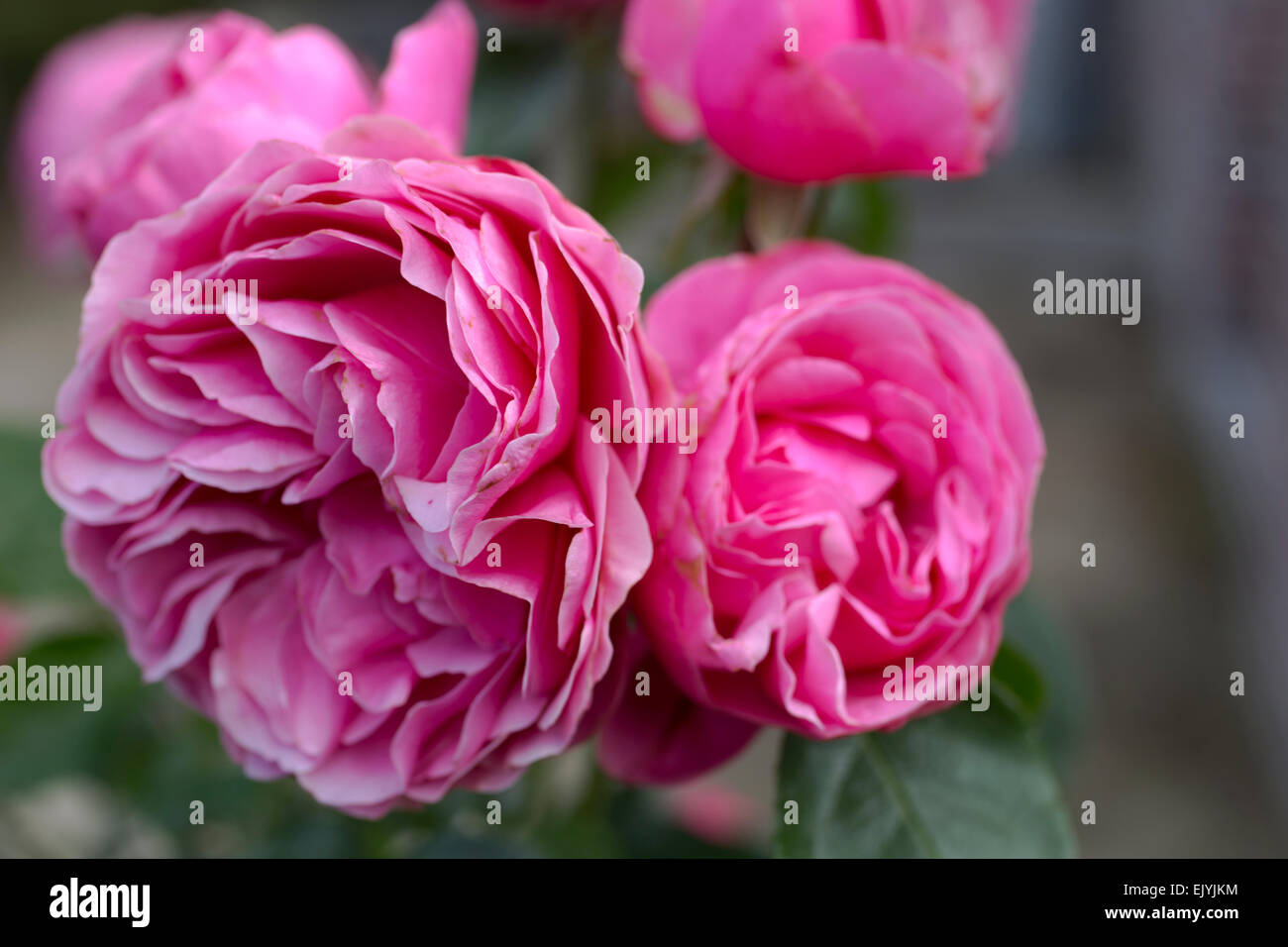 Rose leonardo da vinci hi-res stock photography and images - Alamy