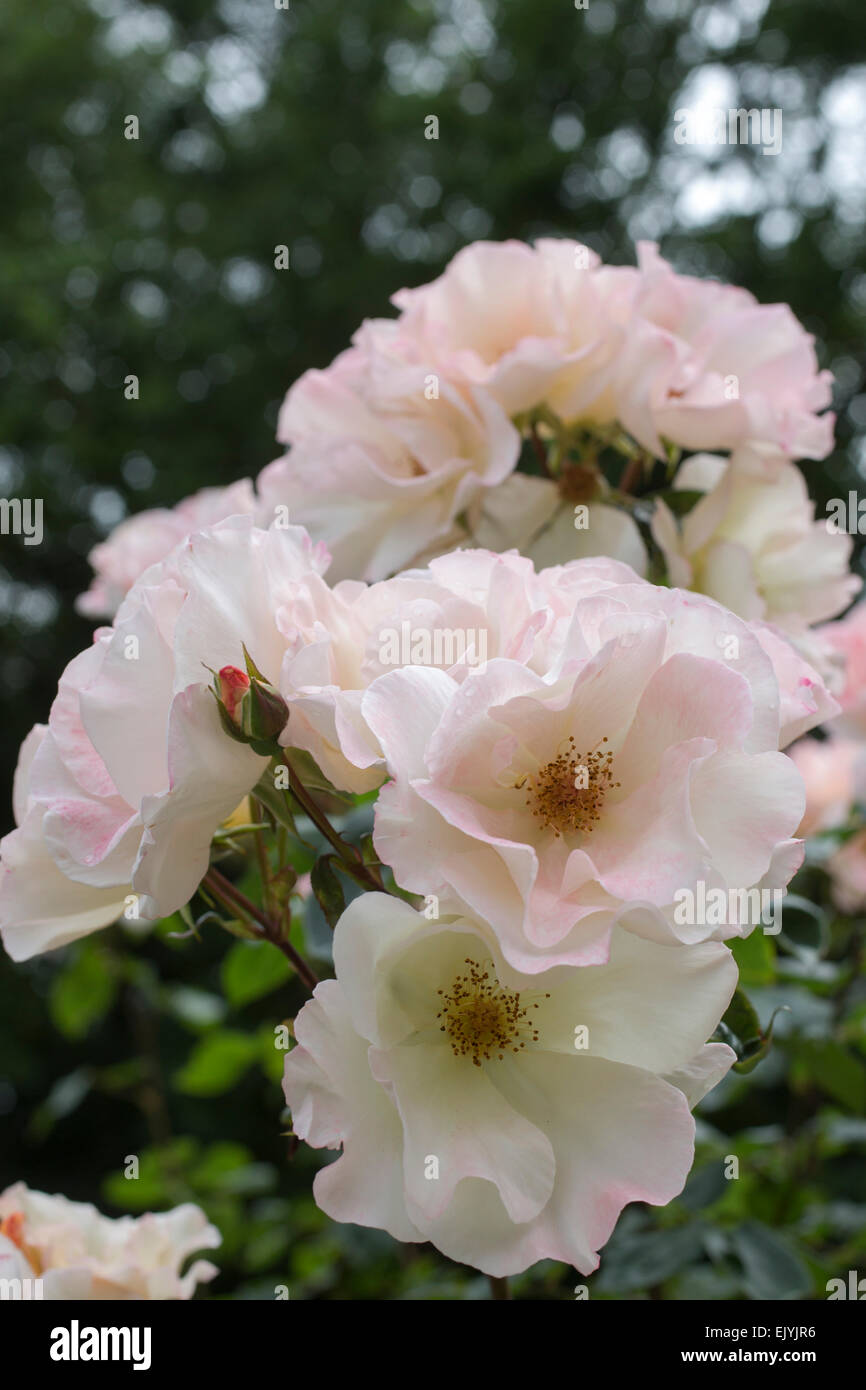 Wind Song rose Stock Photo - Alamy
