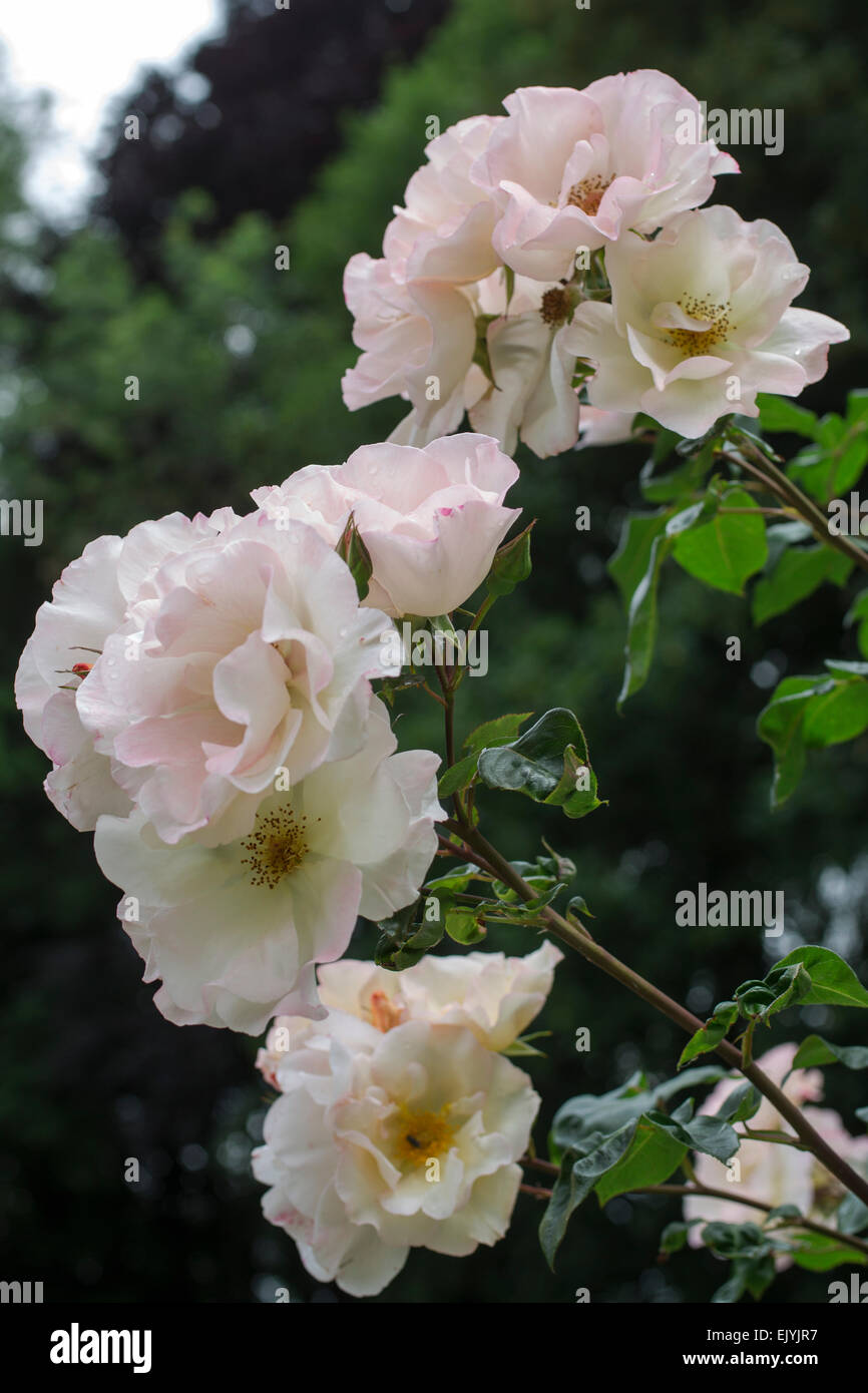 Wind Song rose Stock Photo - Alamy