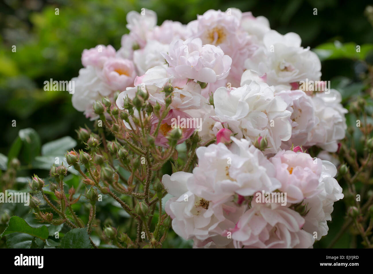 Pink white japanese rose song hi-res stock photography and images - Alamy