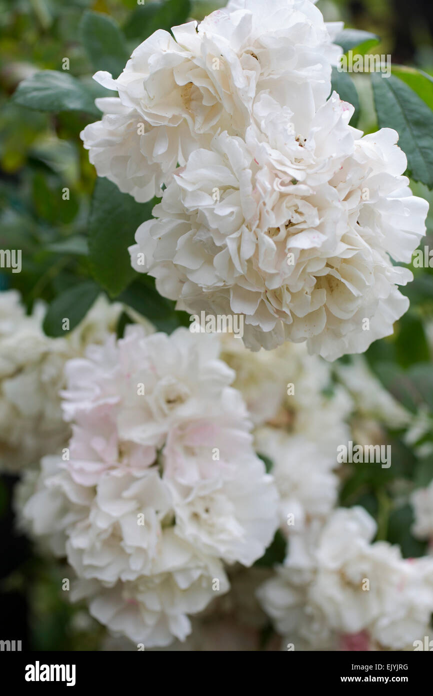 Rosa Gunsei, Japanese Rose Stock Photo - Alamy