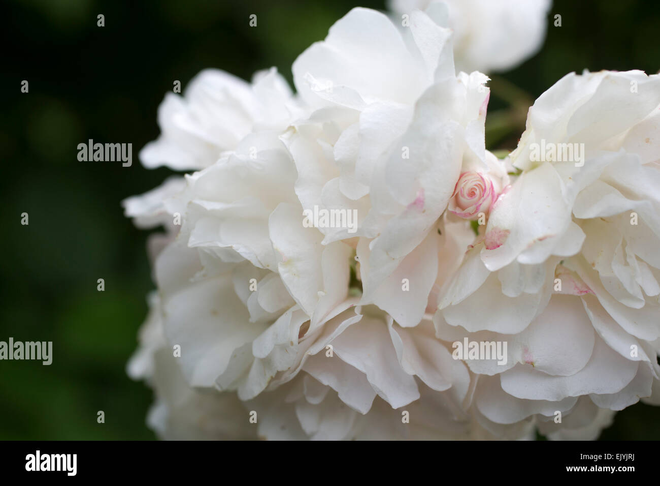 White japanese rose gunsei hi-res stock photography and images - Alamy