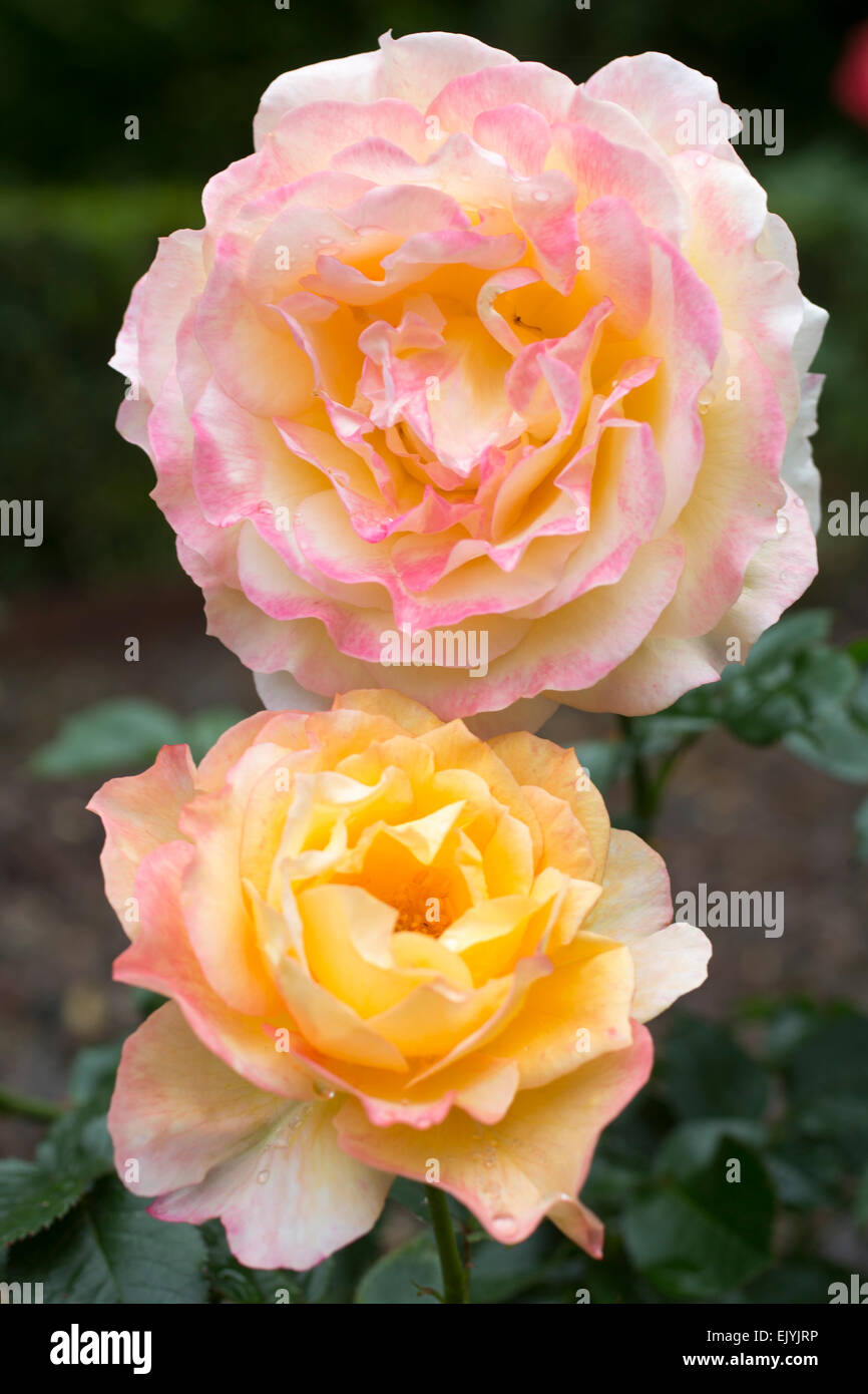 Rosa Etude, Japanese Rose Stock Photo - Alamy