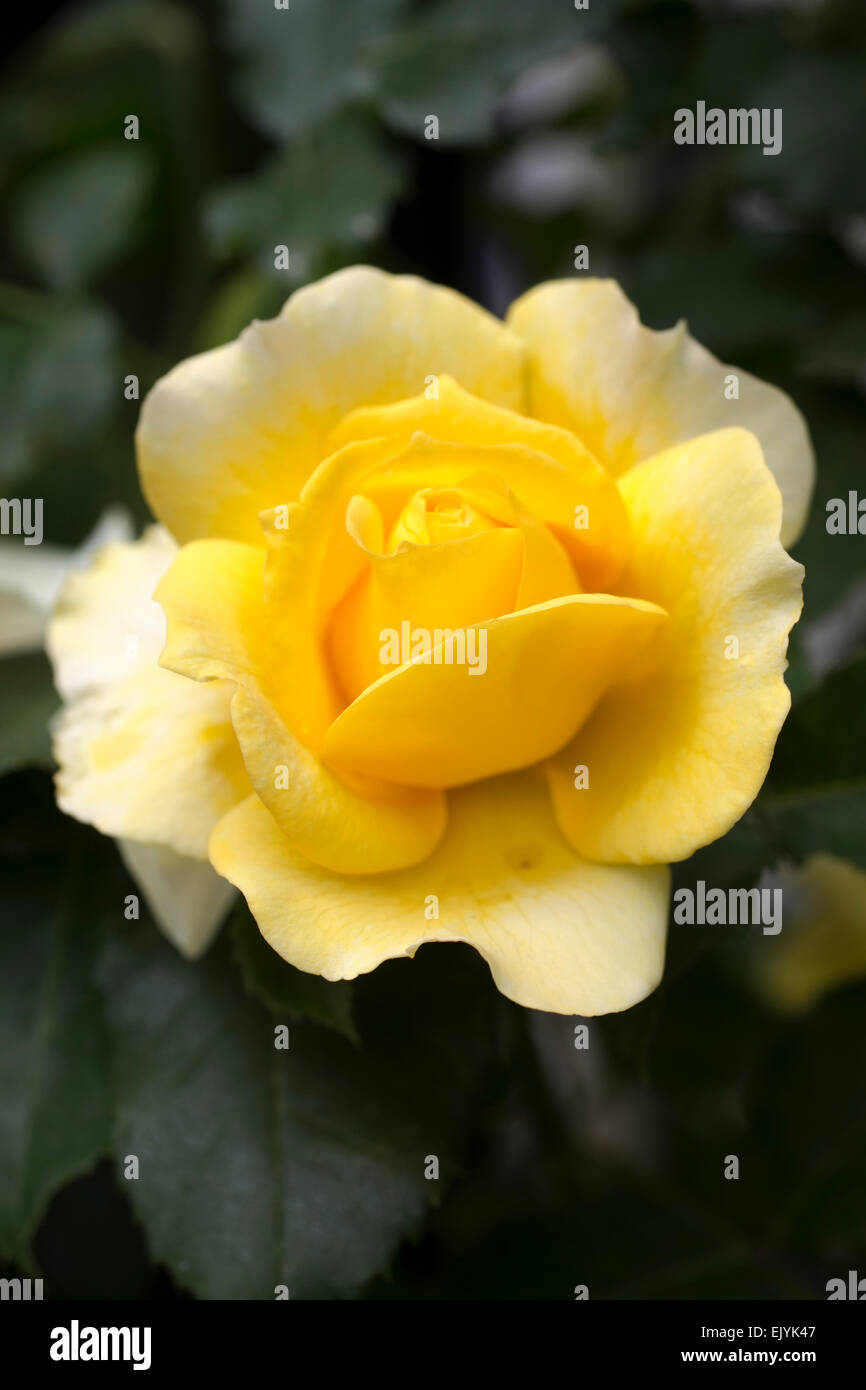 Goldilocks hi-res stock photography and images - Alamy