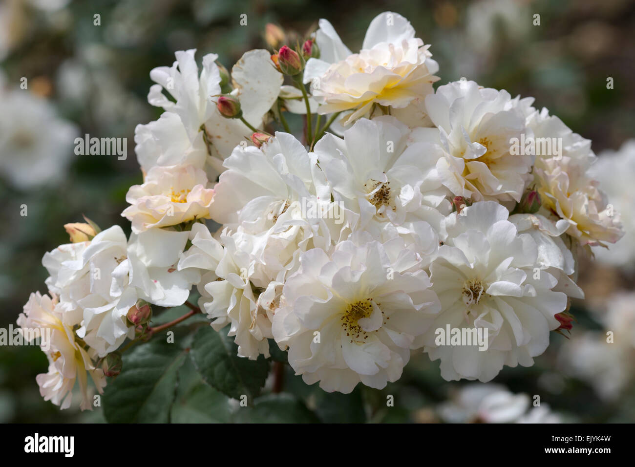 Rose penelope hi-res stock photography and images - Alamy