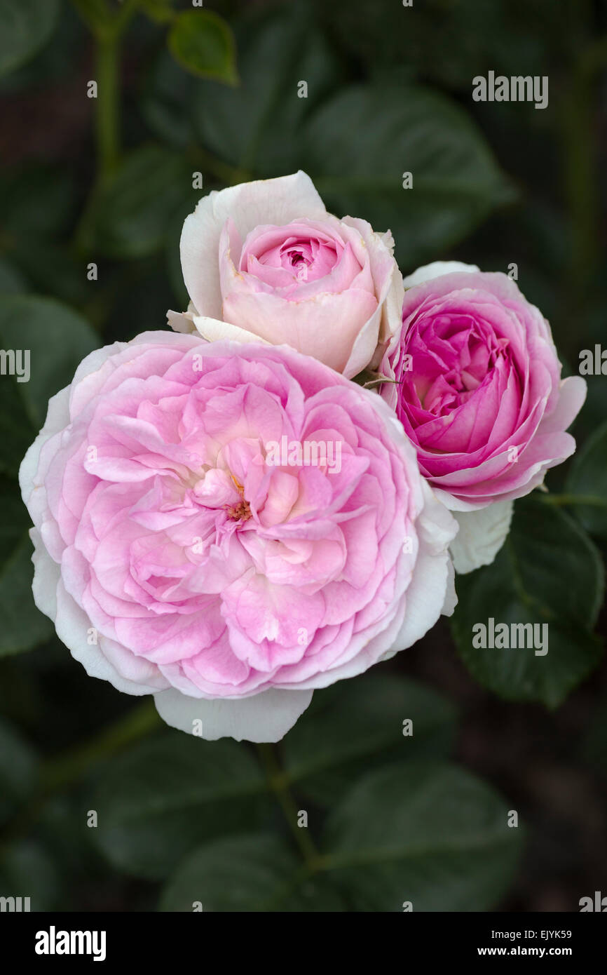 Vesalius rose hi-res stock photography and images - Alamy