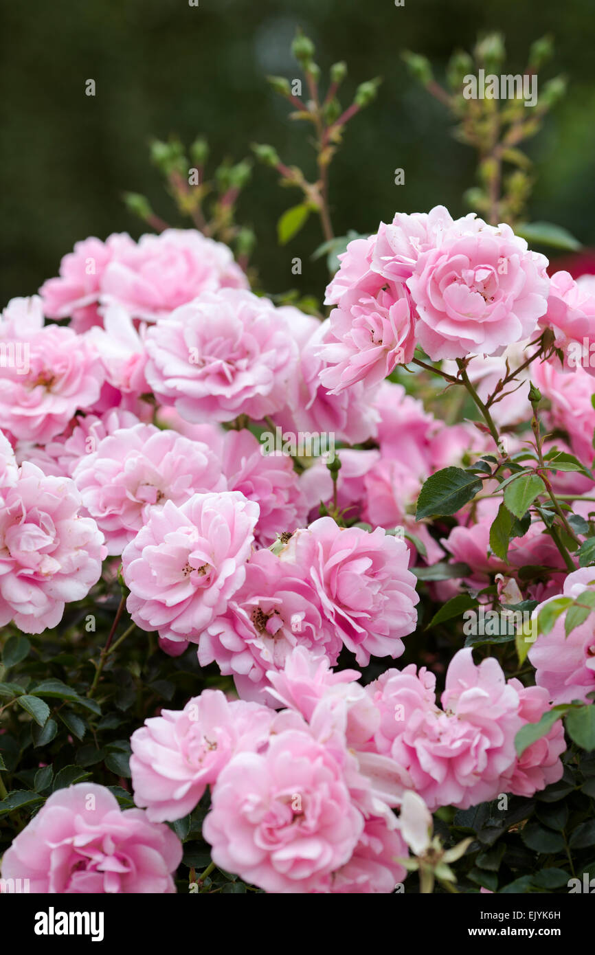 Rosa Bonica, standard form Stock Photo - Alamy