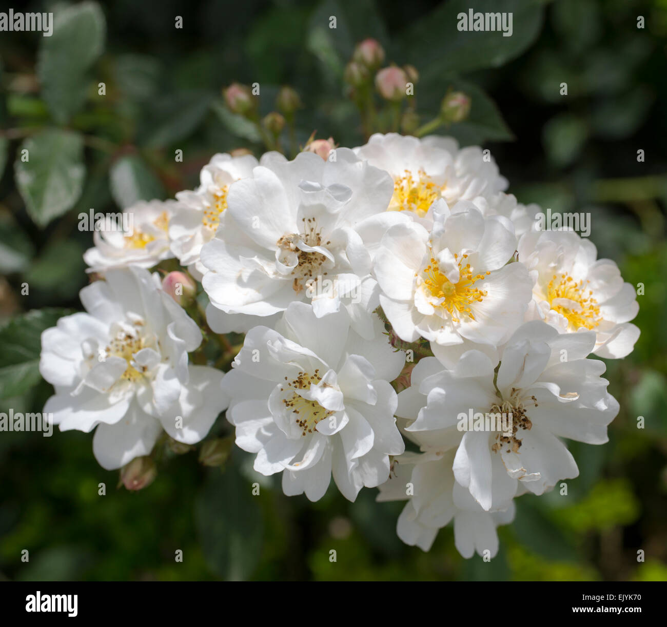 Shrub rose hi-res stock photography and images - Alamy
