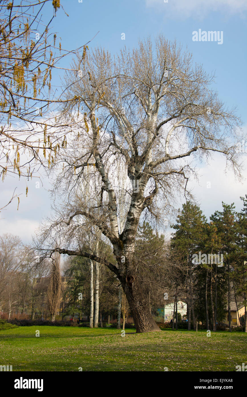 Big plane tree in Danube park in early spring in the center of the city ...