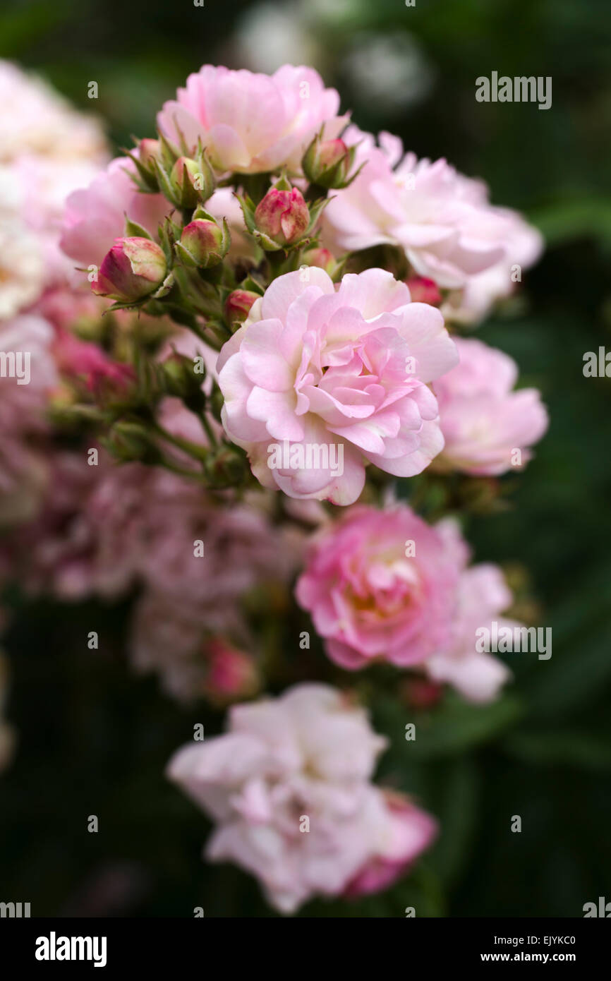Pink Rosa L'Eveil, hybrid musk rose Stock Photo - Alamy
