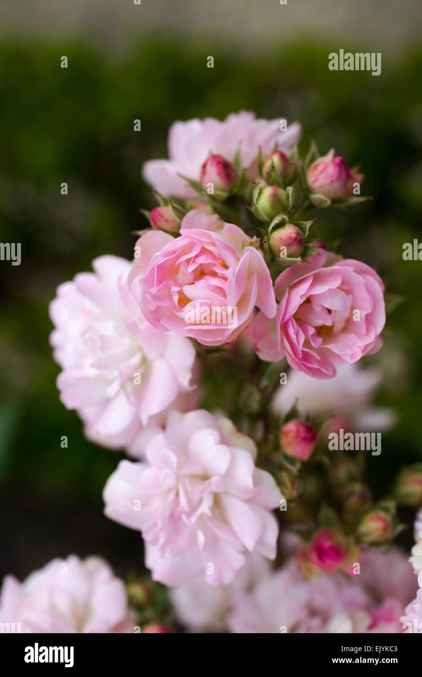 Musk rose hi-res stock photography and images - Alamy