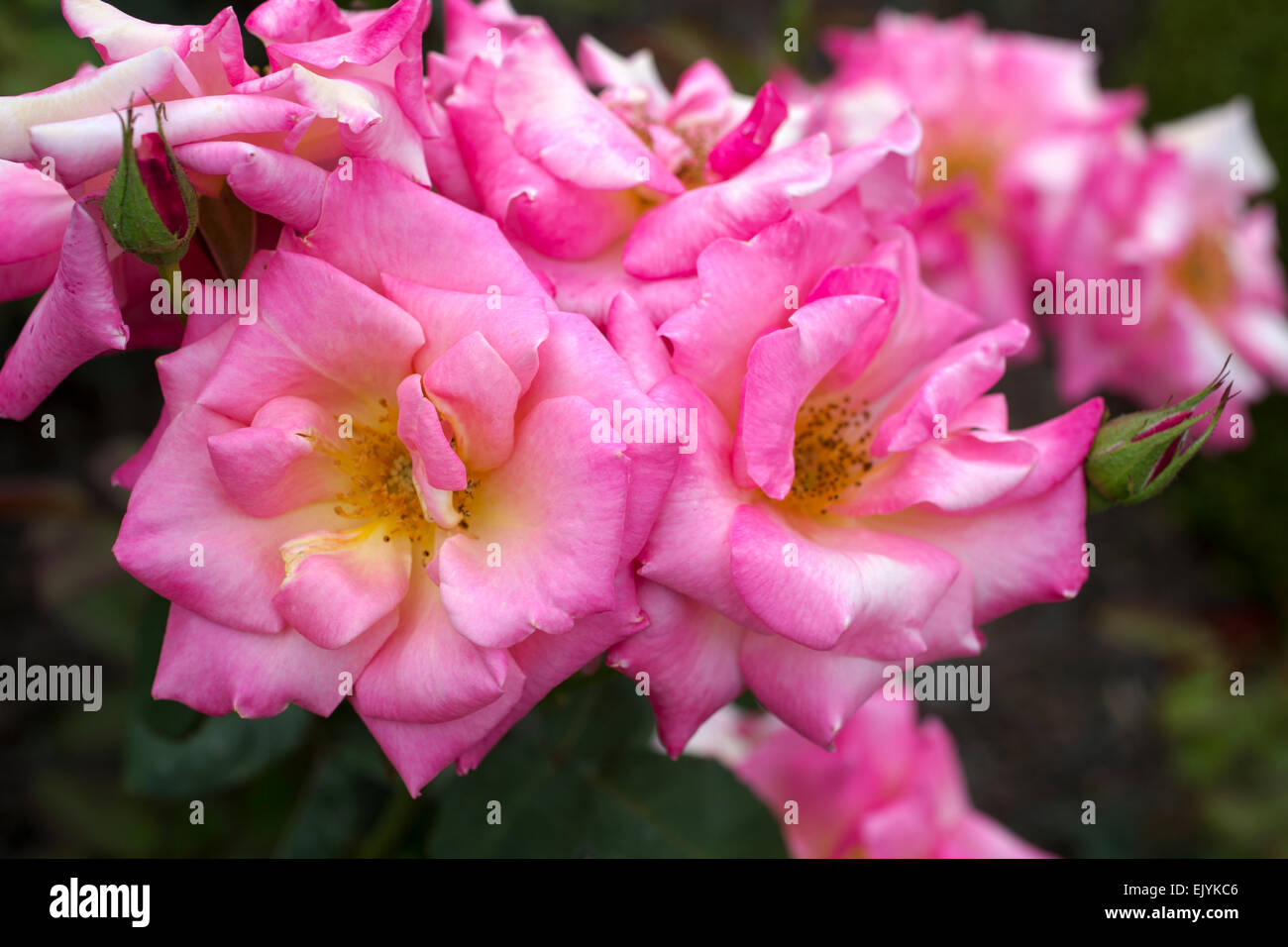 Rosa Pink Parfait Stock Photo - Alamy