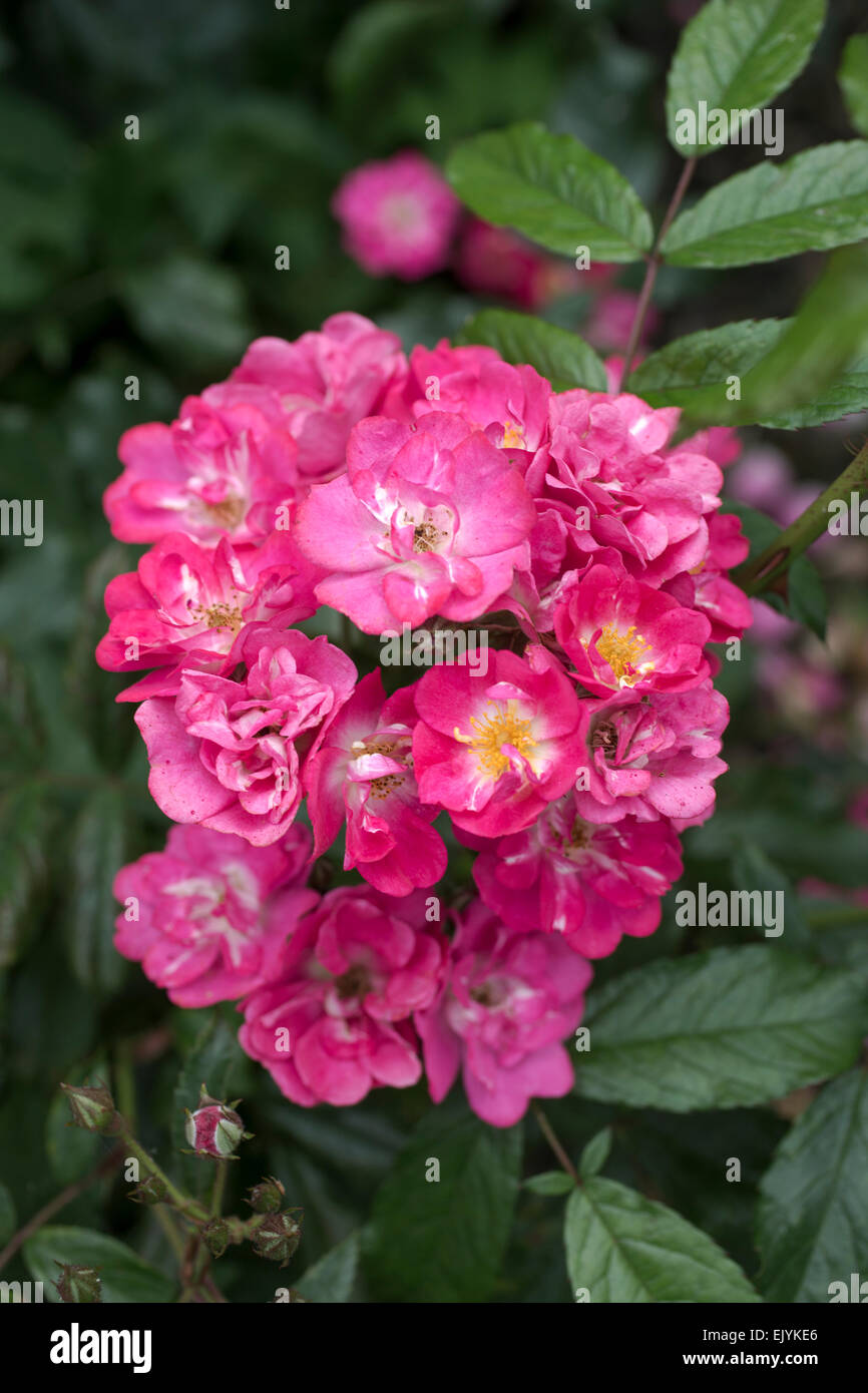 Rosa Woody, pink shrub rose Stock Photo - Alamy