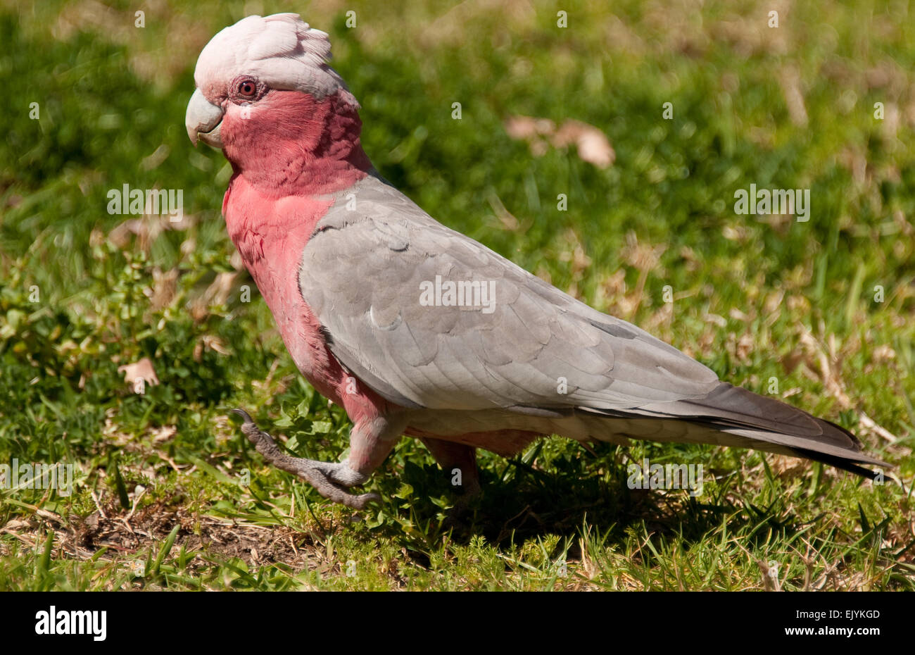 Pink Galah (Eolophus roseicapilla) on the march Stock Photo - Alamy