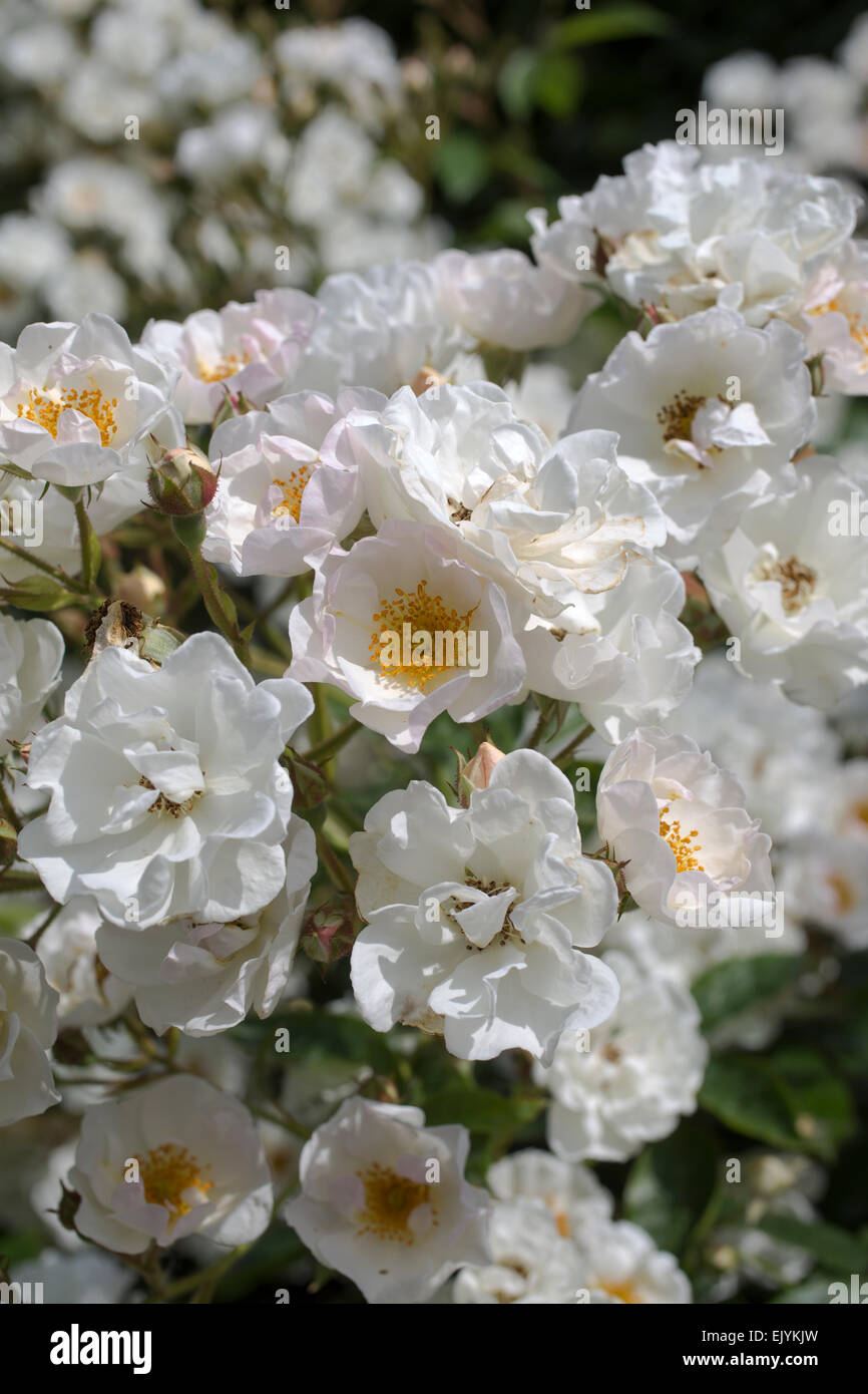 White shrub rose hi-res stock photography and images - Alamy