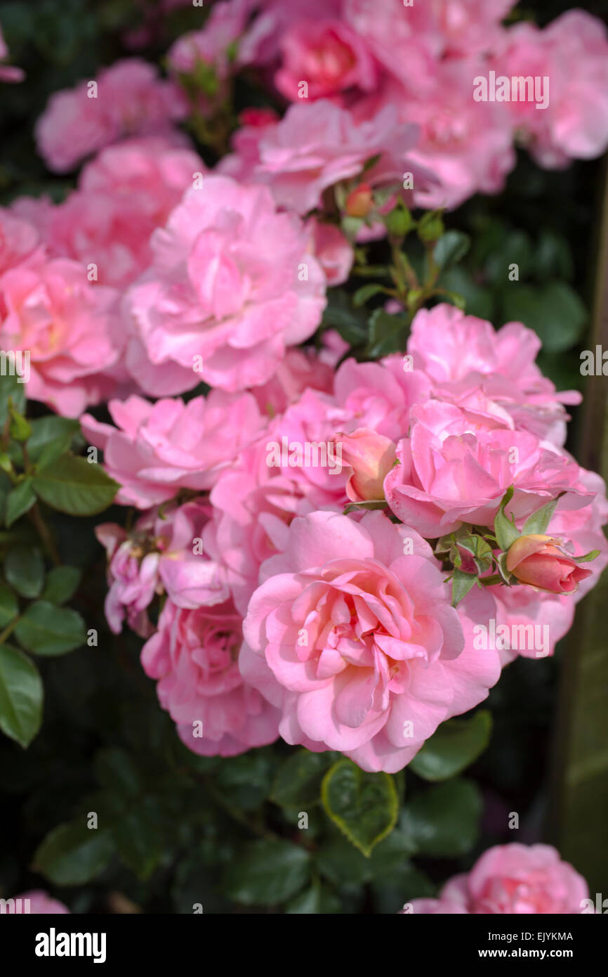 Rosa Professor Boesman Stock Photo - Alamy