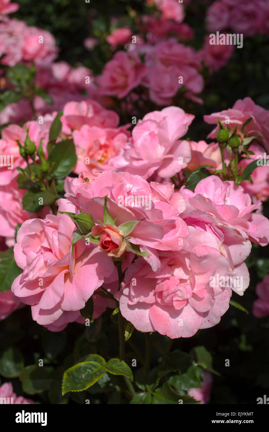 Rosa Professor Boesman Stock Photo - Alamy