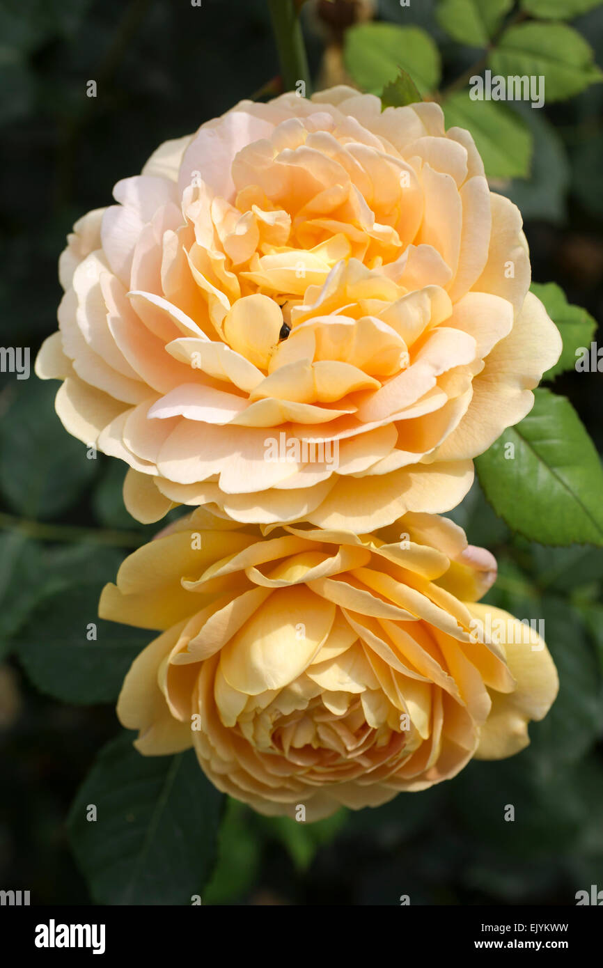 Rosa Molineux, a David Austin English Rose Stock Photo - Alamy