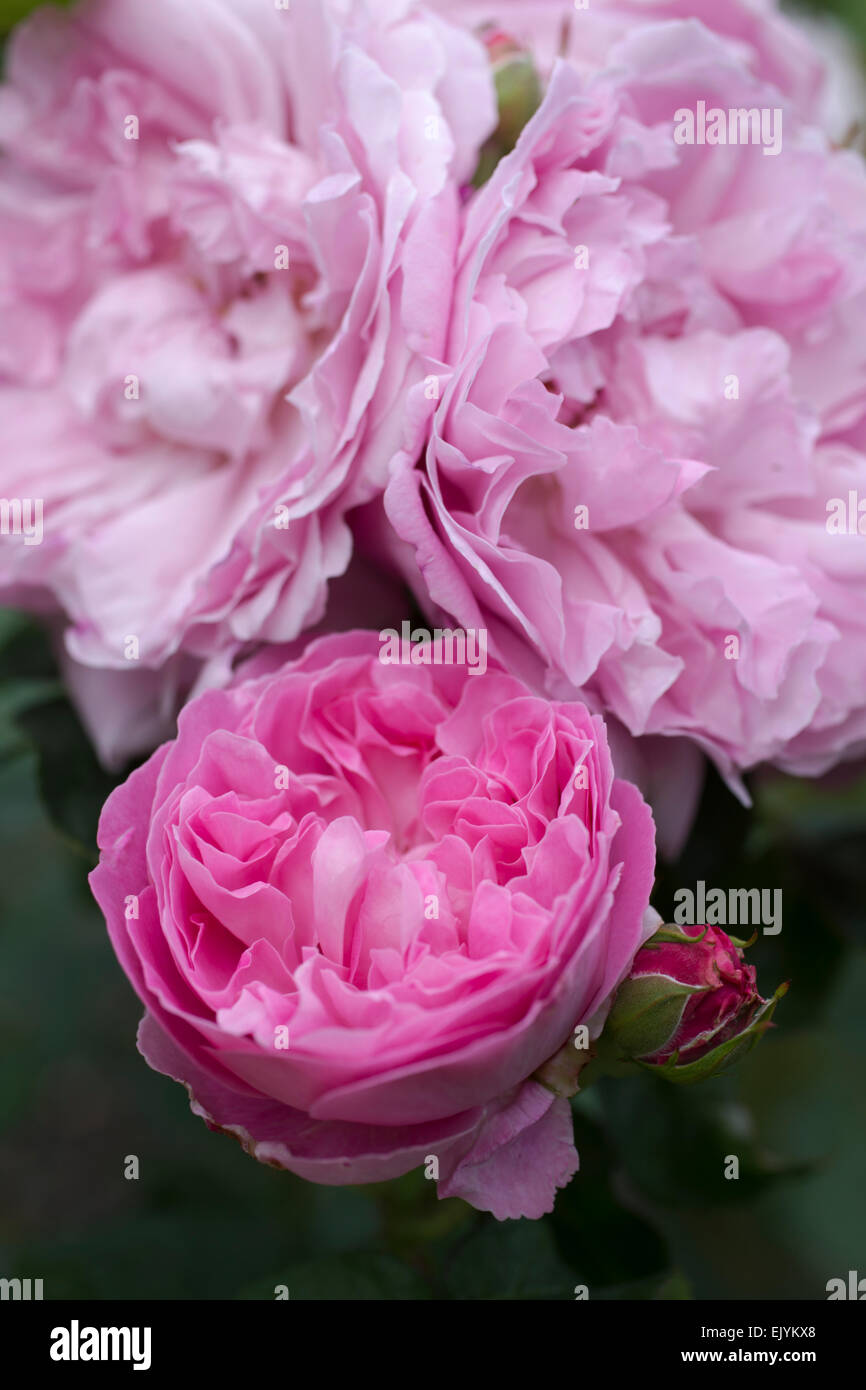 Rosa Mary Rose, a David Austin English Rose Stock Photo - Alamy