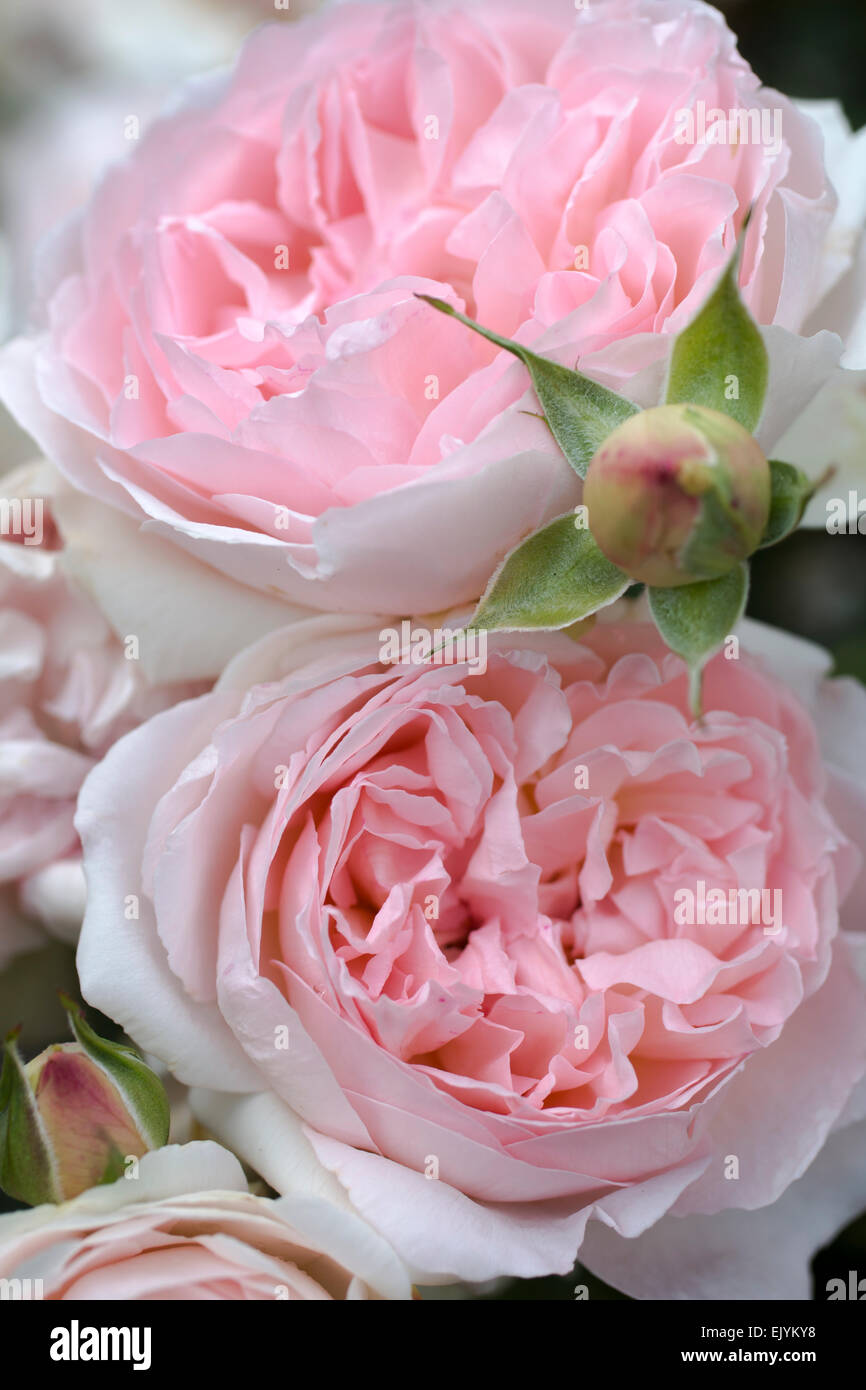 Rosa Sharifa Asma, David Austin English Rose Stock Photo - Alamy